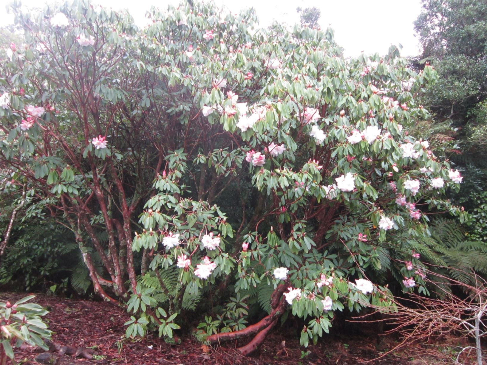 Rhododendron 'Loderi Pink Diamond' | Pukeiti
