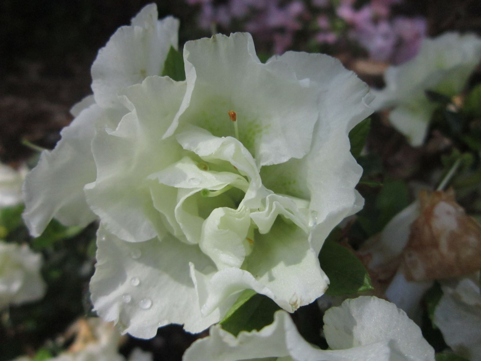 Rhododendron 'Pax' (Azalea) | Pukeiti
