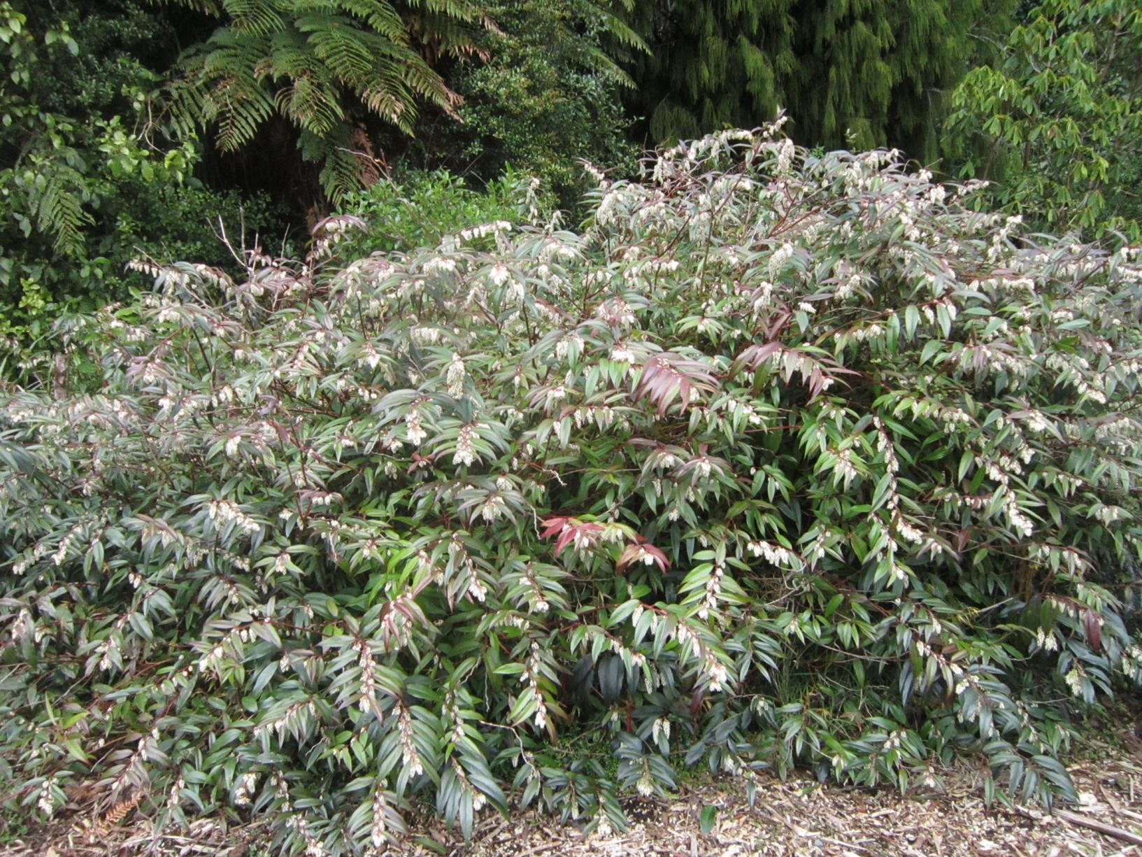 Leucothoe fontanesiana - dog-hobble, drooping laurel, switch ivy | Pukeiti