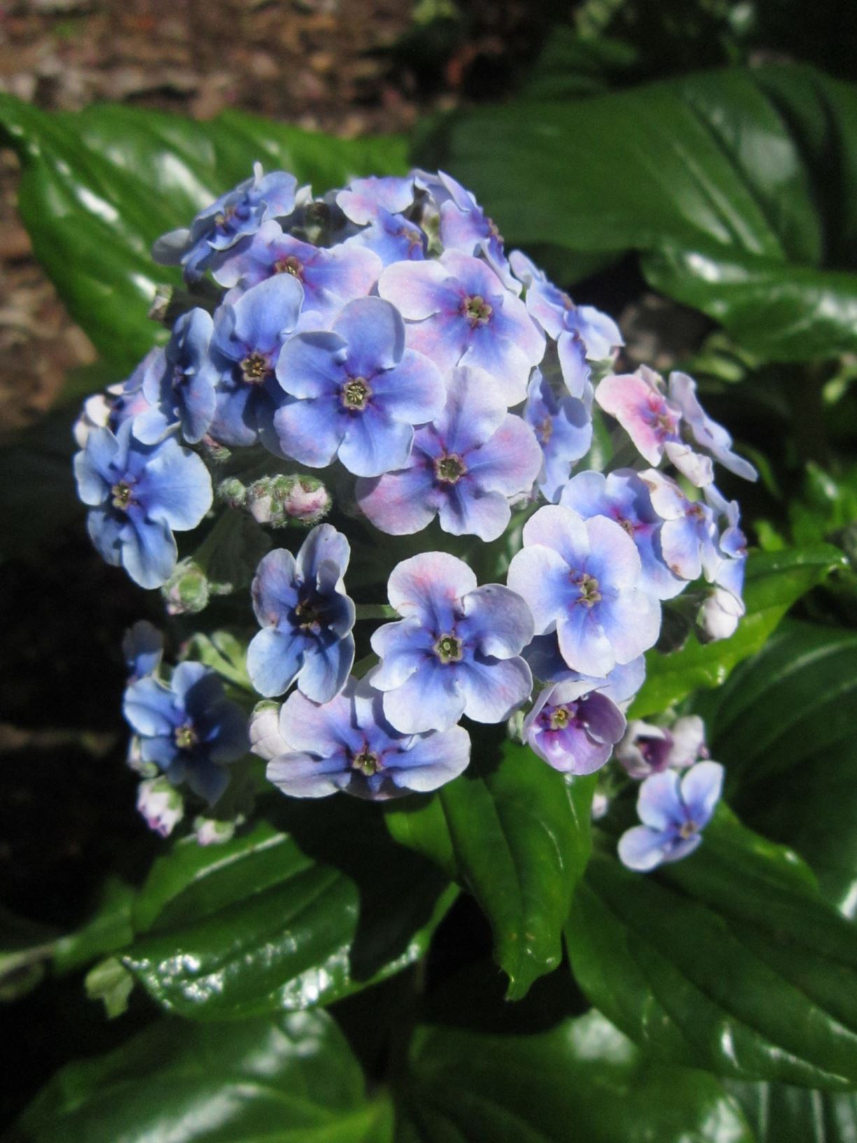 Myosotidium hortensia - Chatham Island forget-me-not, kopukapuka ...