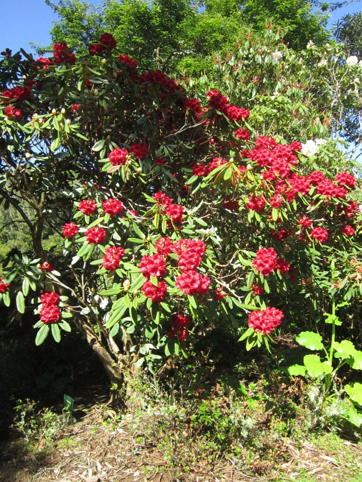 Rhododendron 'Leo' | Pukeiti