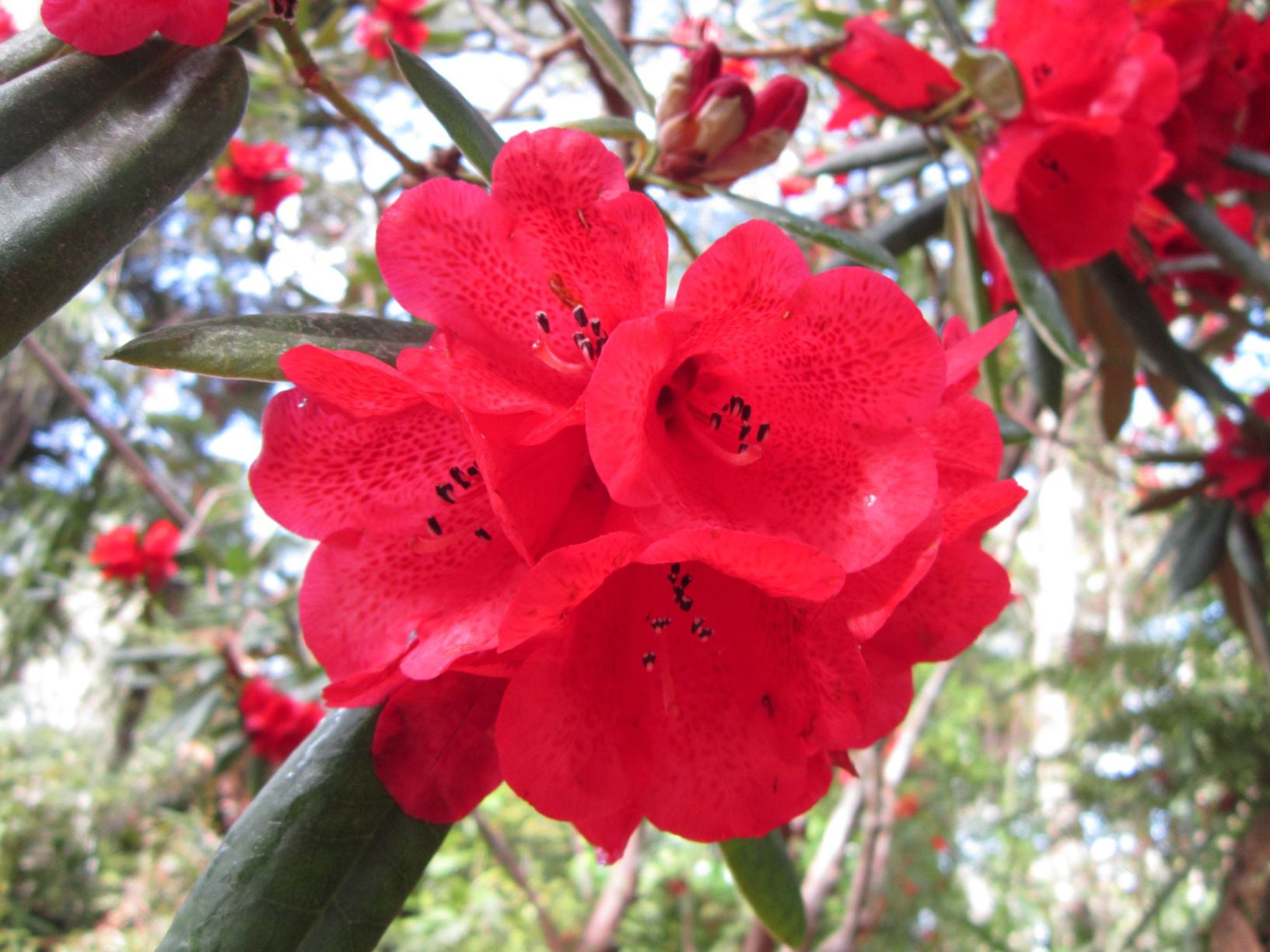 Rhododendron elliottii | Pukeiti