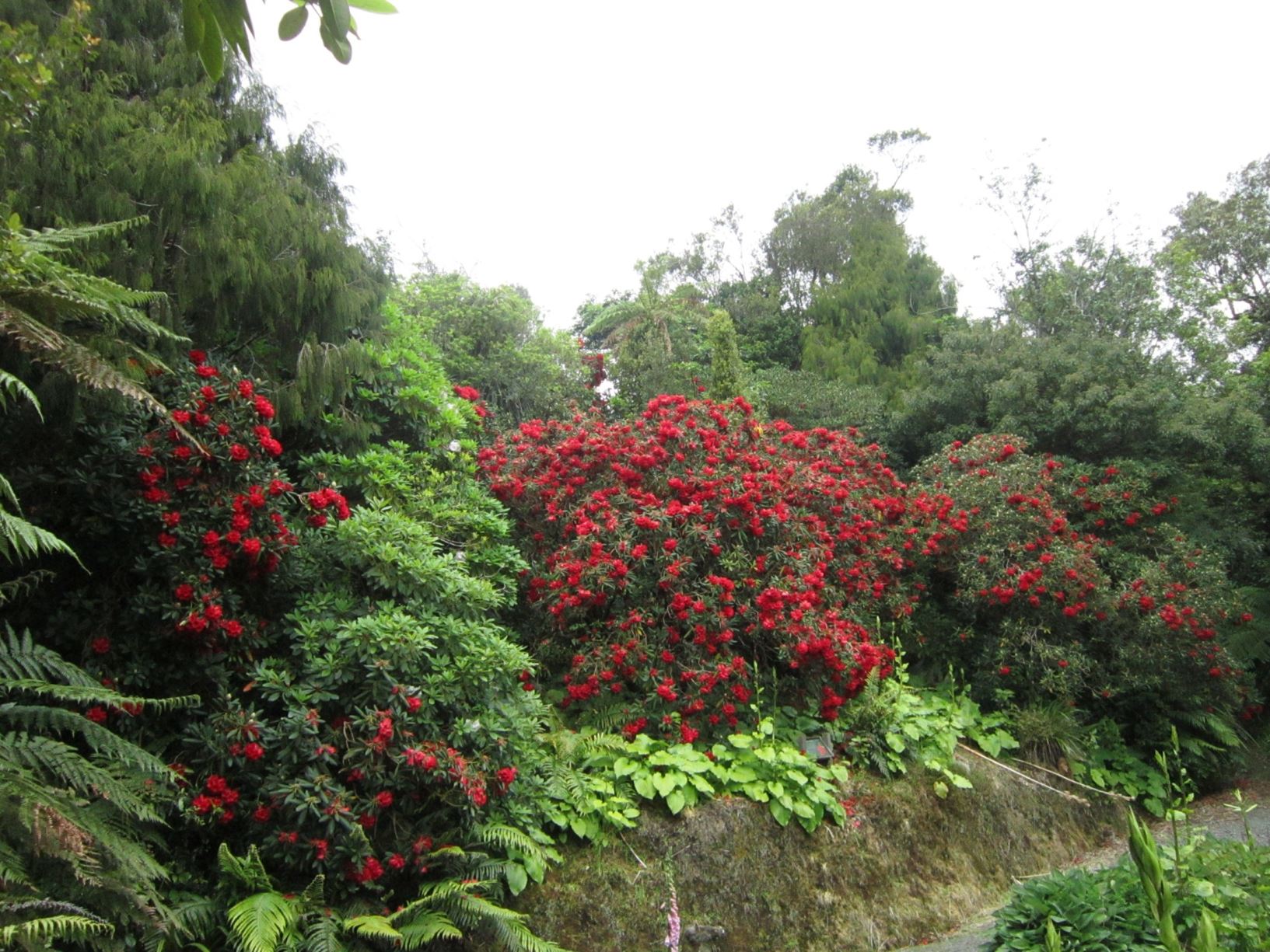 Rhododendron elliottii | Pukeiti