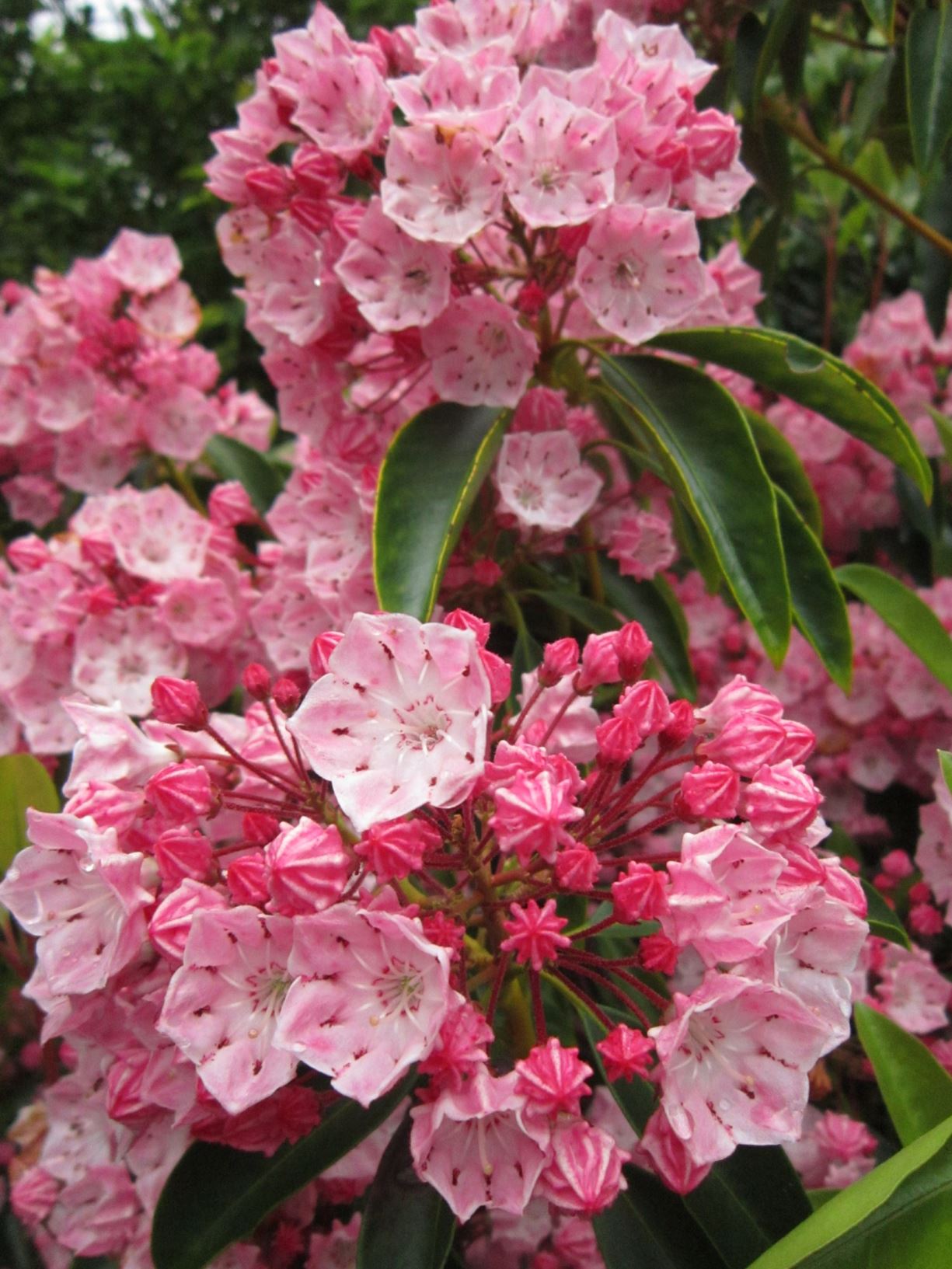 Kalmia latifolia - mountain laurel, calico bush, ivy | Pukeiti