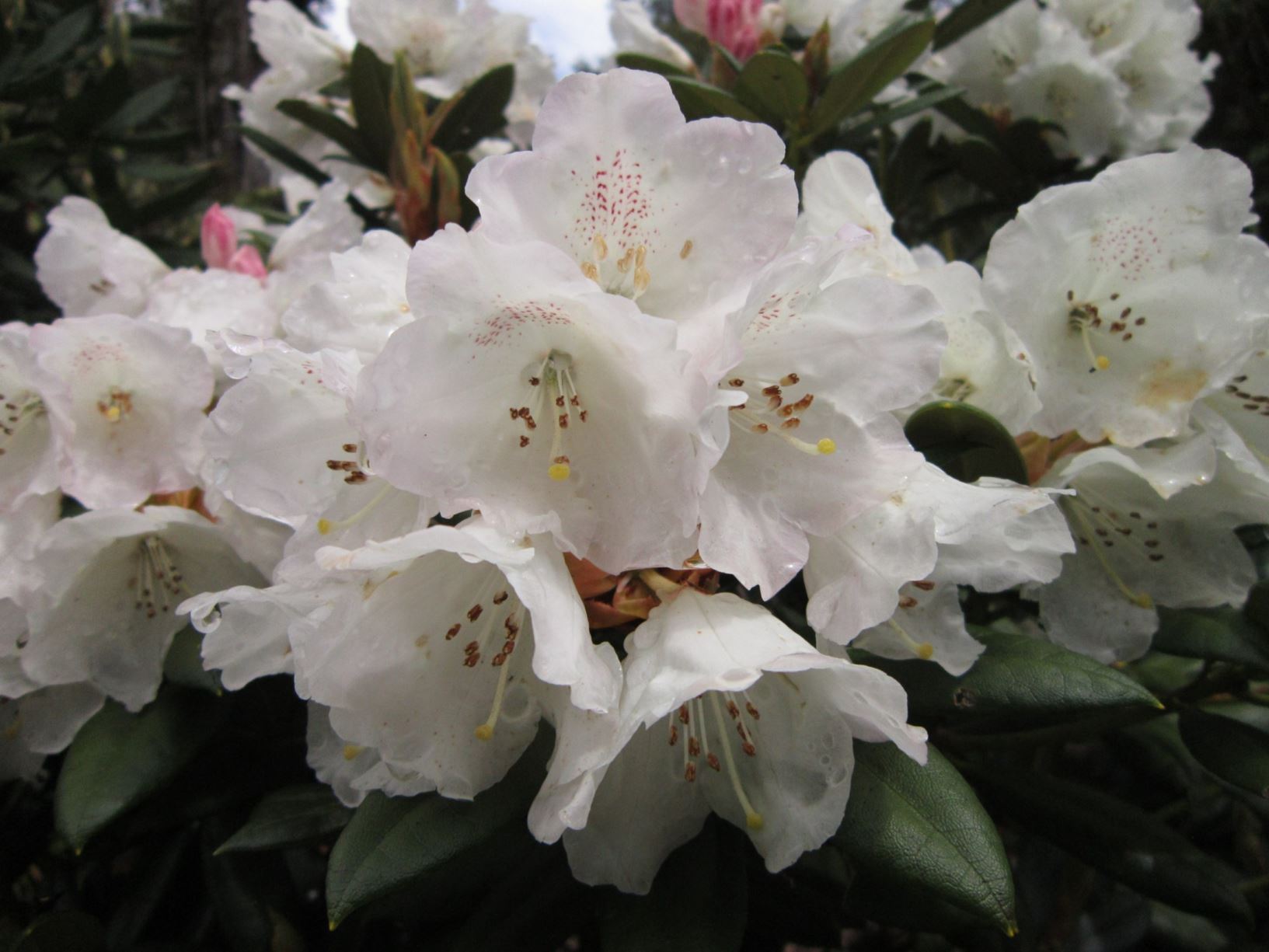 Rhododendron 'Coconut Ice' | Pukeiti