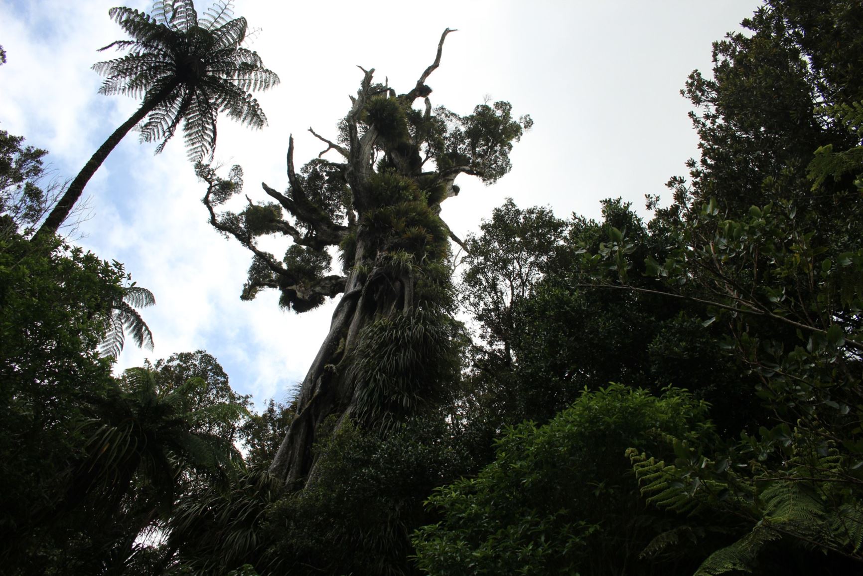 Metrosideros robusta - northern rata, rata | Pukeiti