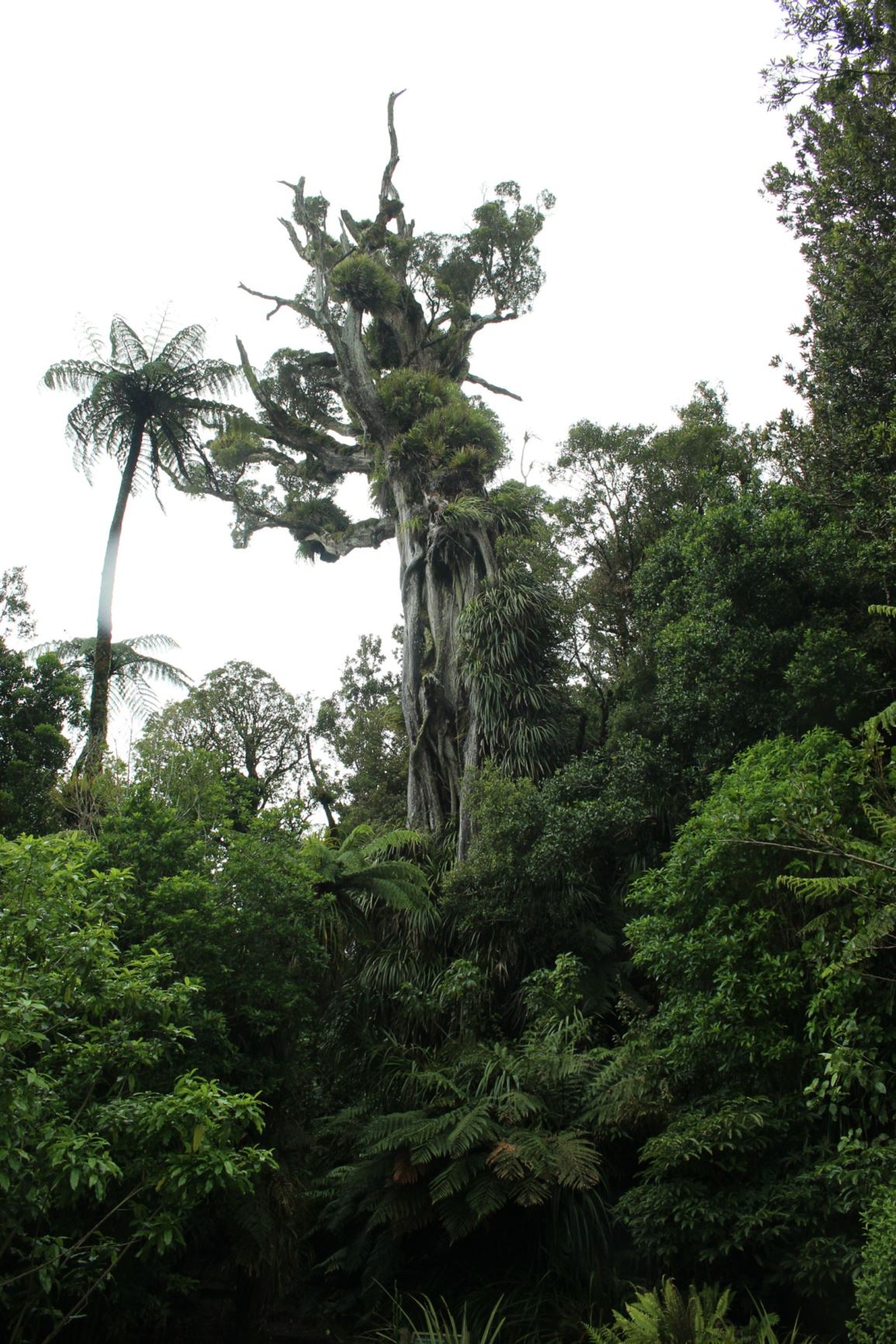 Metrosideros robusta - northern rata, rata | Pukeiti