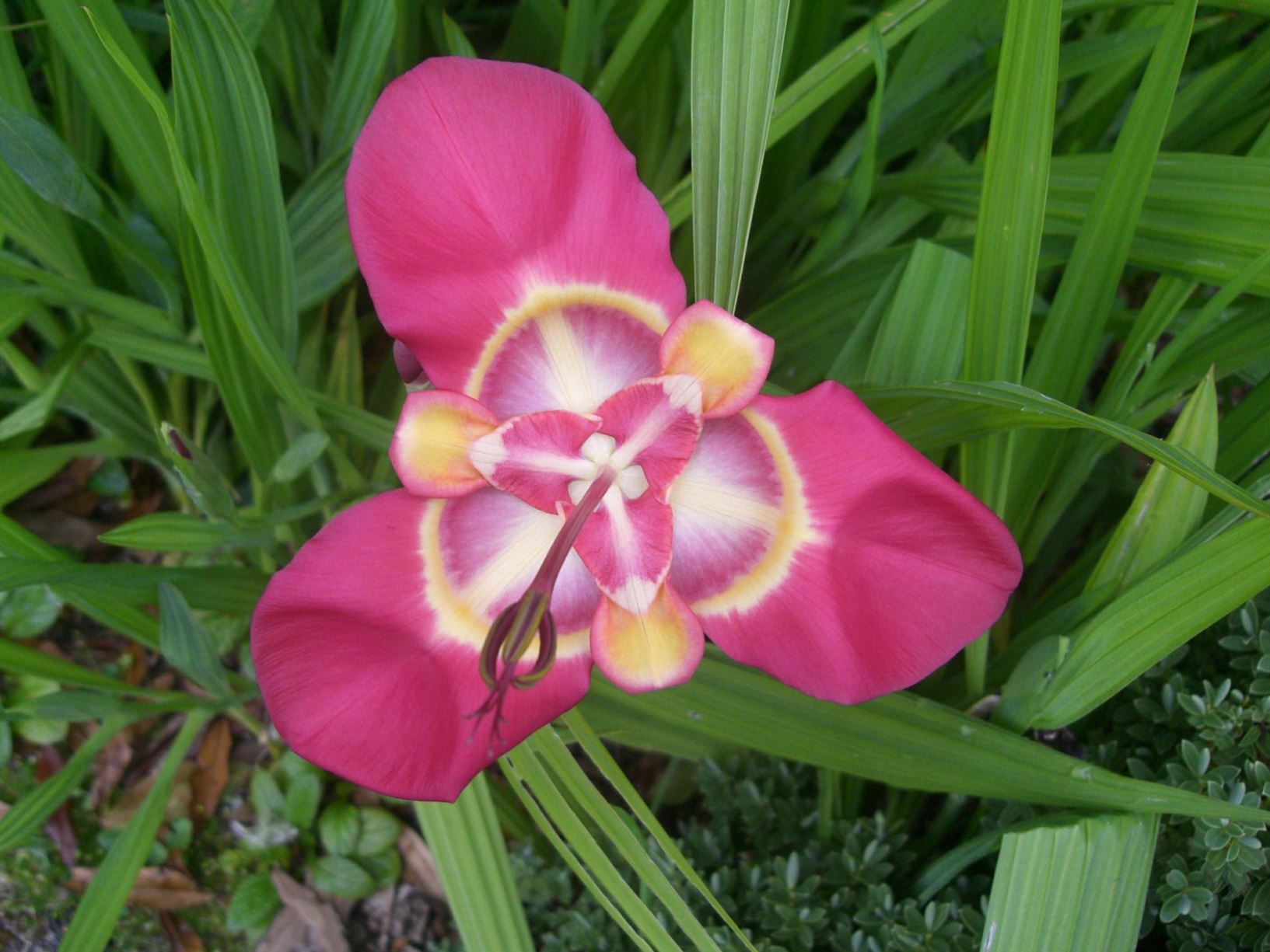 Tigridia pavonia - peacock flower | Pukeiti