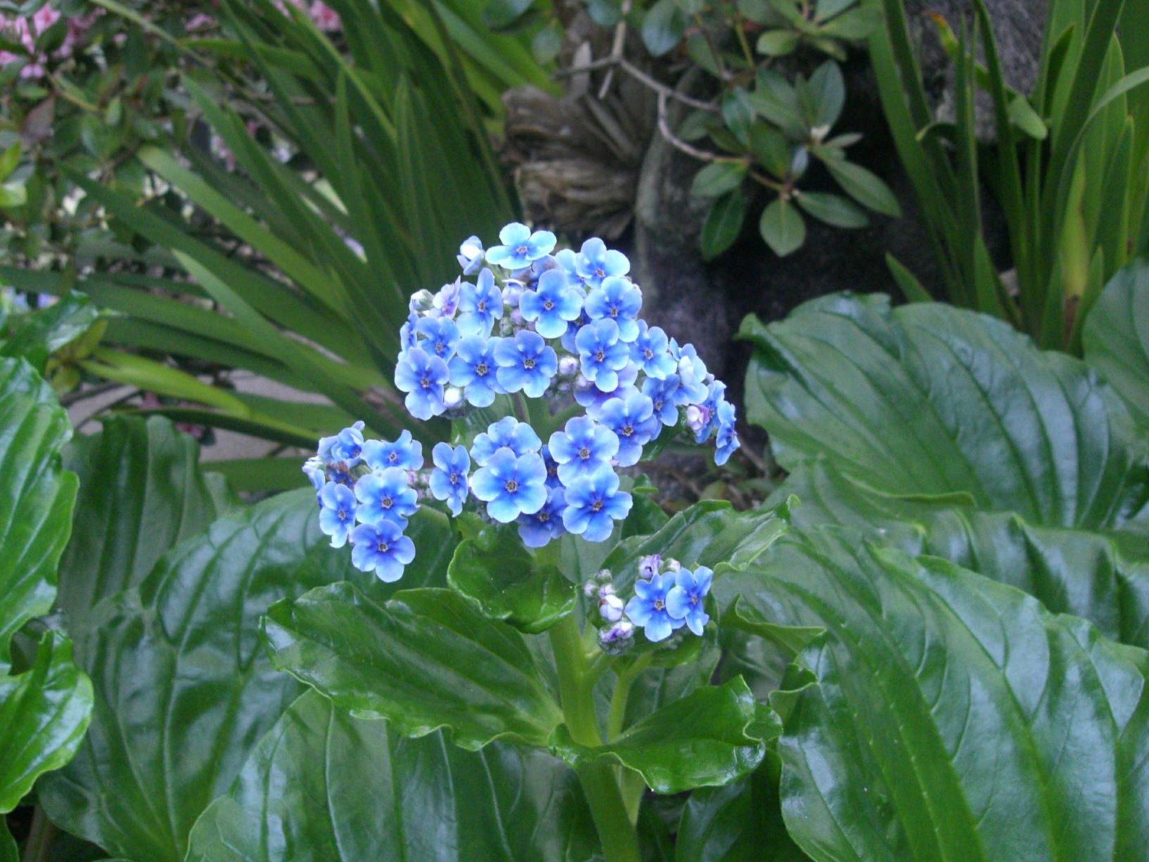 Myosotidium hortensia - Chatham Island forget-me-not, kopukapuka ...