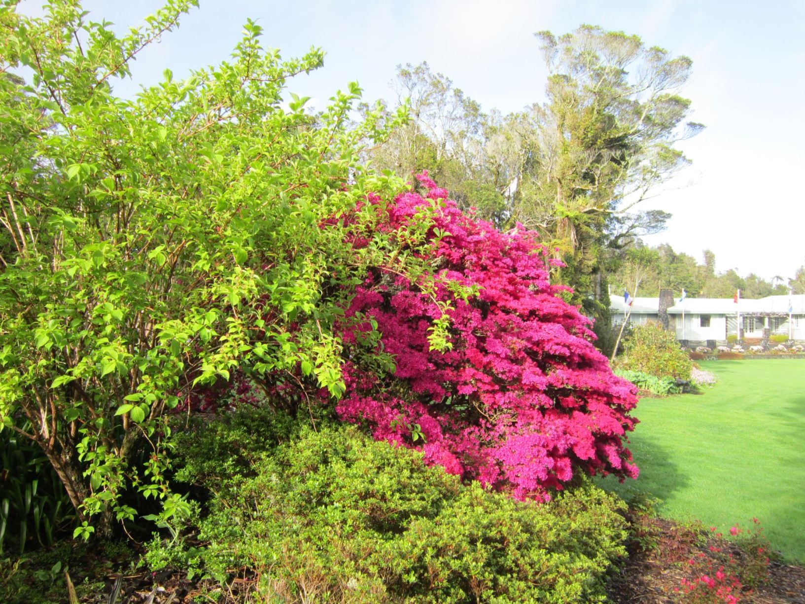 Rhododendron 'Amoena Coccinea' (Azalea) | Pukeiti