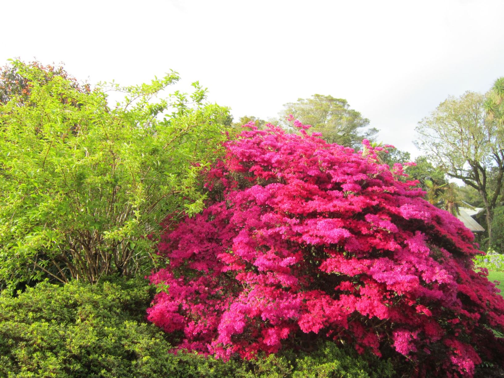 Rhododendron 'Amoena Coccinea' (Azalea) | Pukeiti