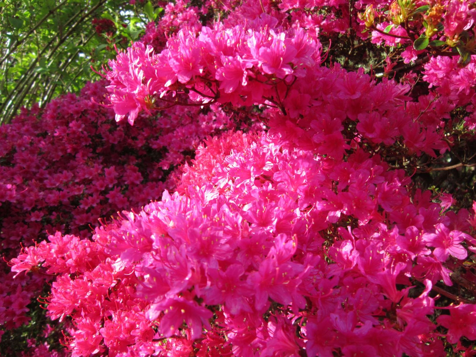 Rhododendron 'Amoena Coccinea' (Azalea) | Pukeiti