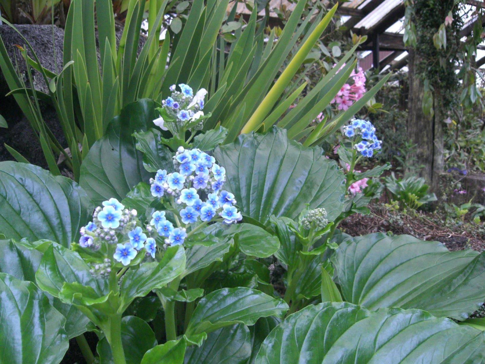 Myosotidium hortensia - Chatham Island forget-me-not, kopukapuka ...