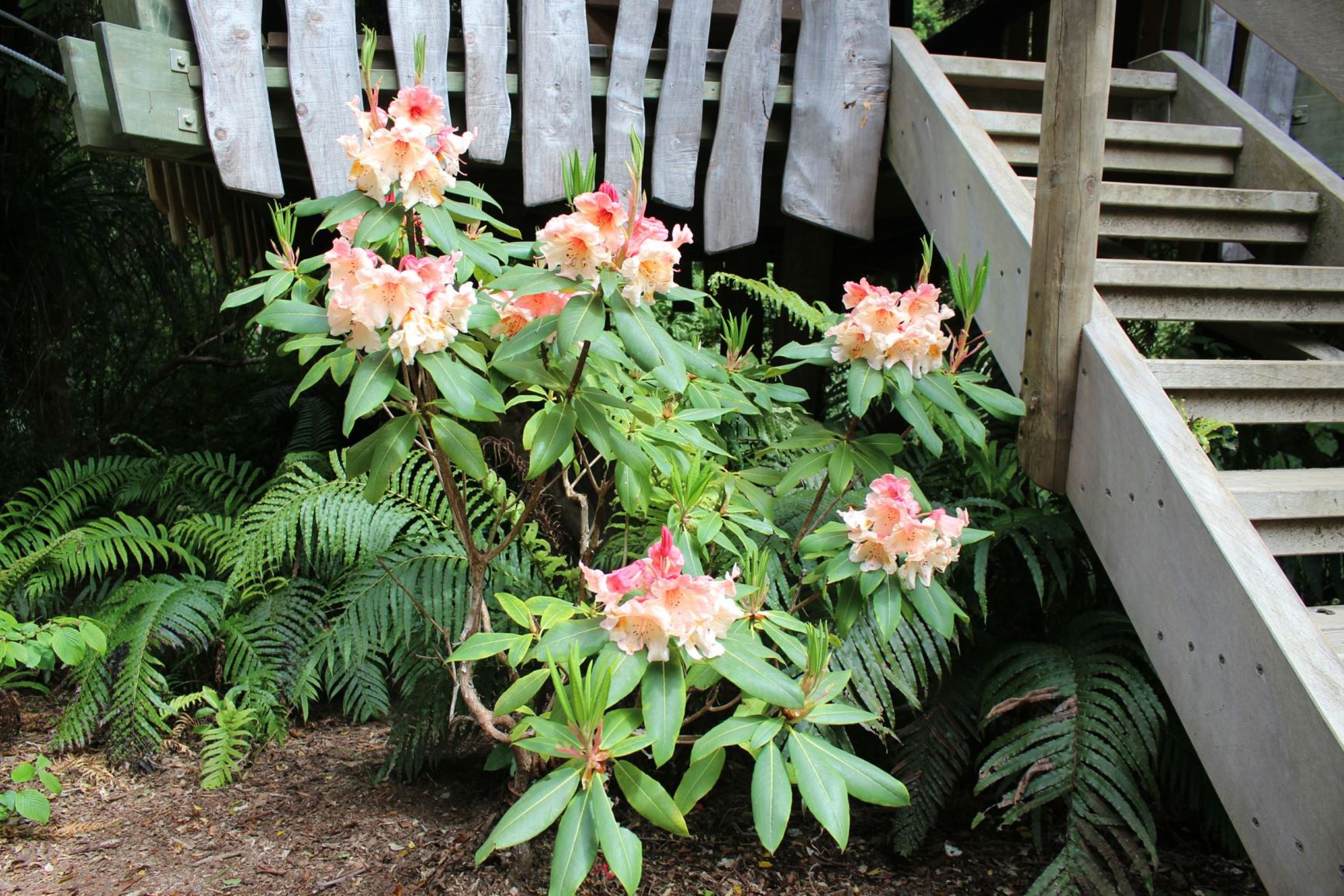 Rhododendron 'C.I.S.' | Pukeiti