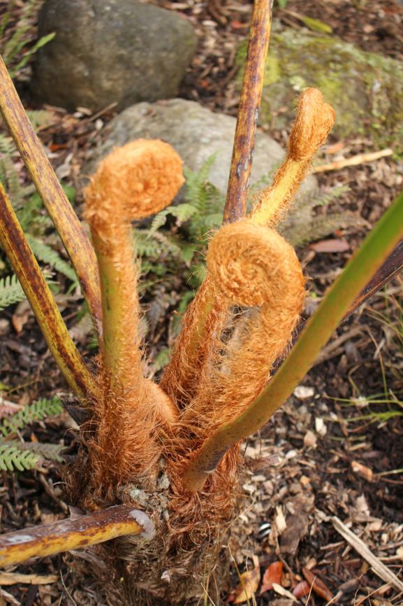 Cibotium glaucum - Hawaiian tree fern, Hapu'u pulu | Pukeiti