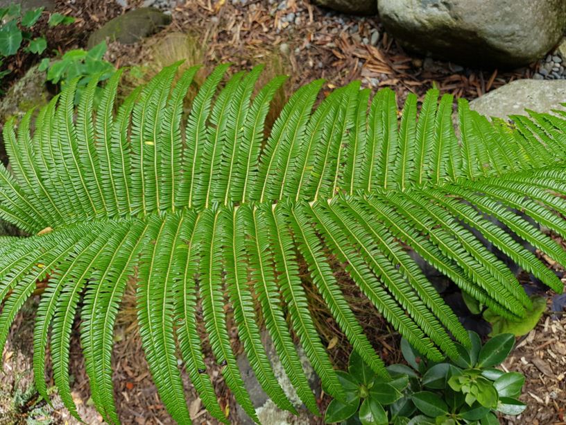 Cibotium glaucum - Hawaiian tree fern, Hapu'u pulu | Pukeiti