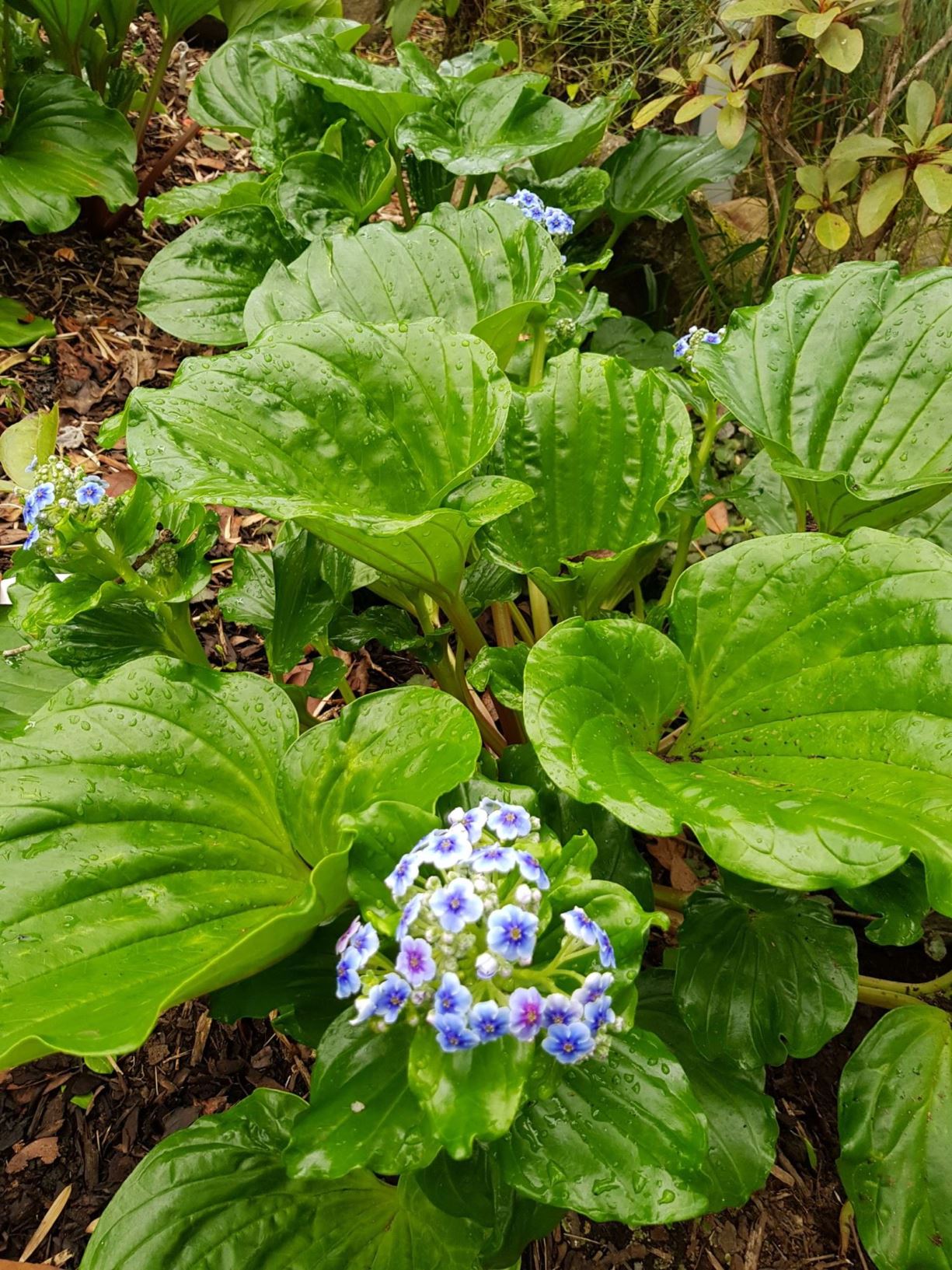 Myosotidium hortensia - Chatham Island forget-me-not, kopukapuka ...