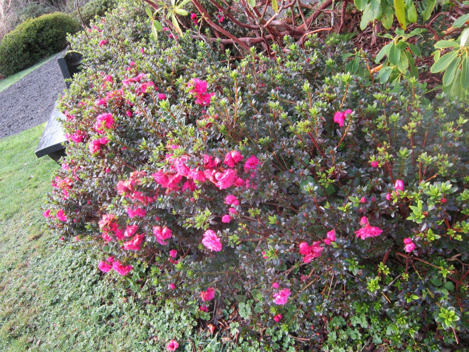 Rhododendron 'Ripples' (Azalea) | Pukeiti