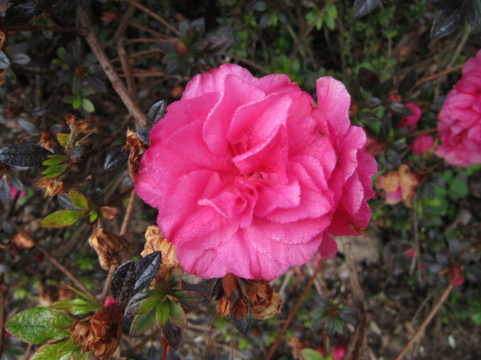Rhododendron 'Ripples' (Azalea) | Pukeiti