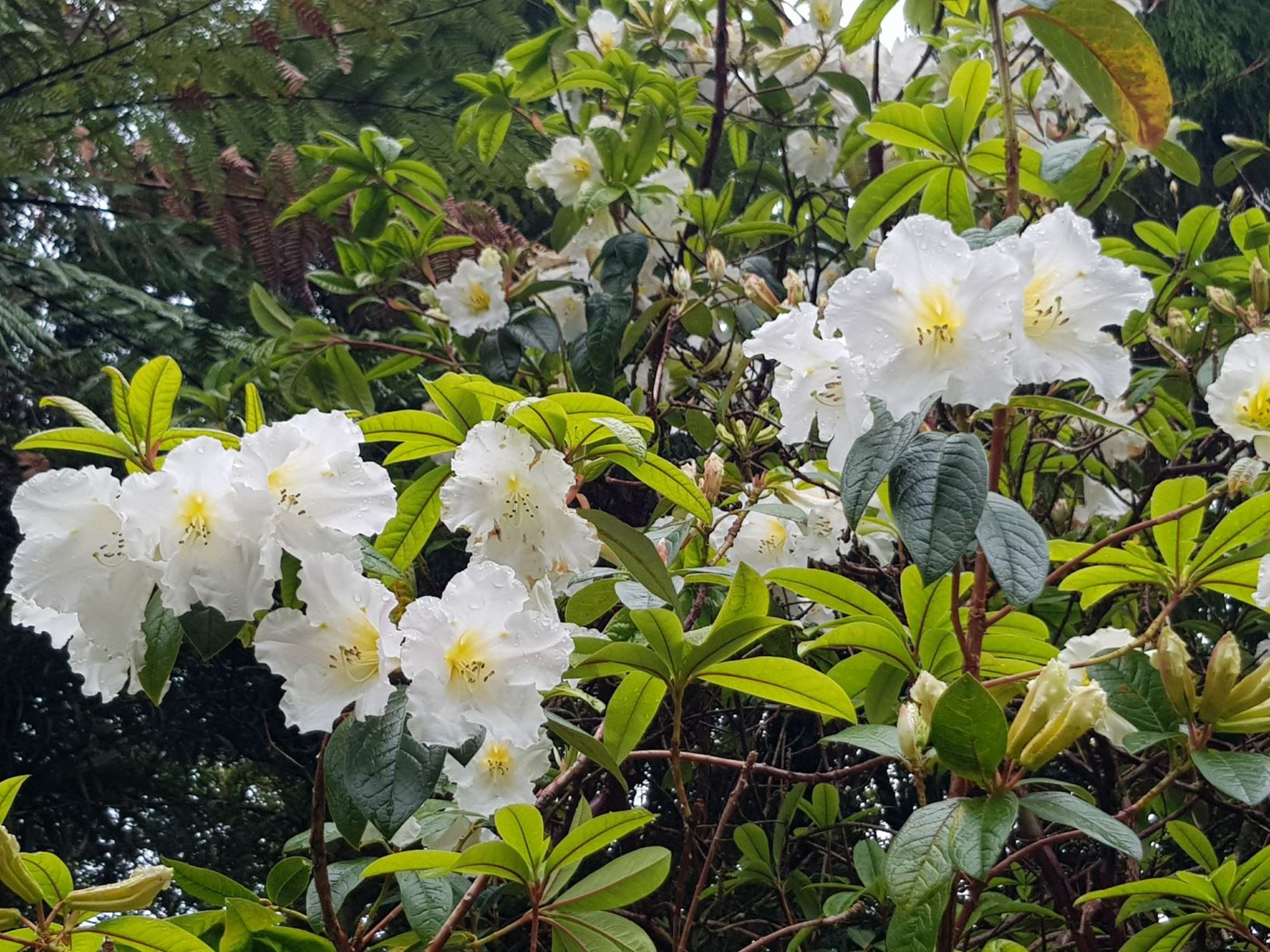 Rhododendron 'Tyermanii' | Pukeiti