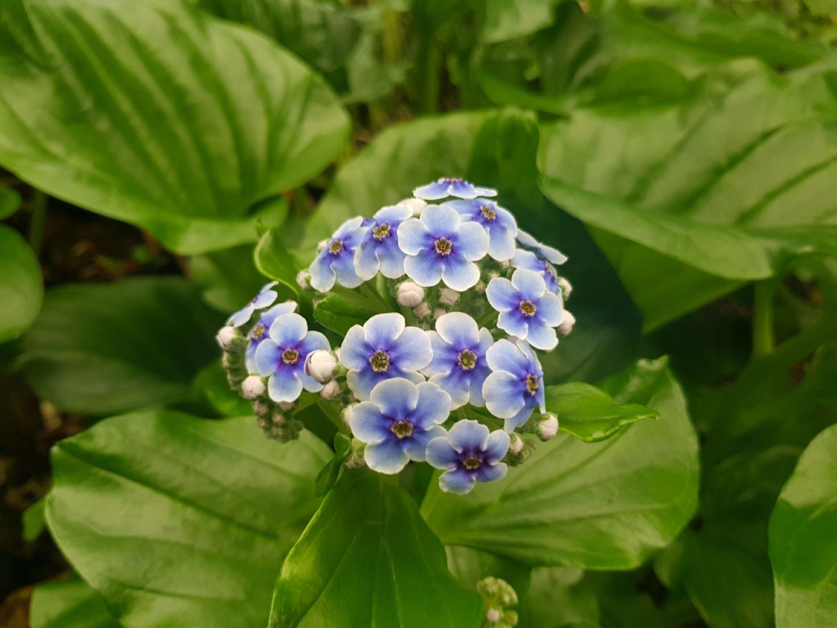 Myosotidium hortensia - Chatham Island forget-me-not, kopukapuka ...
