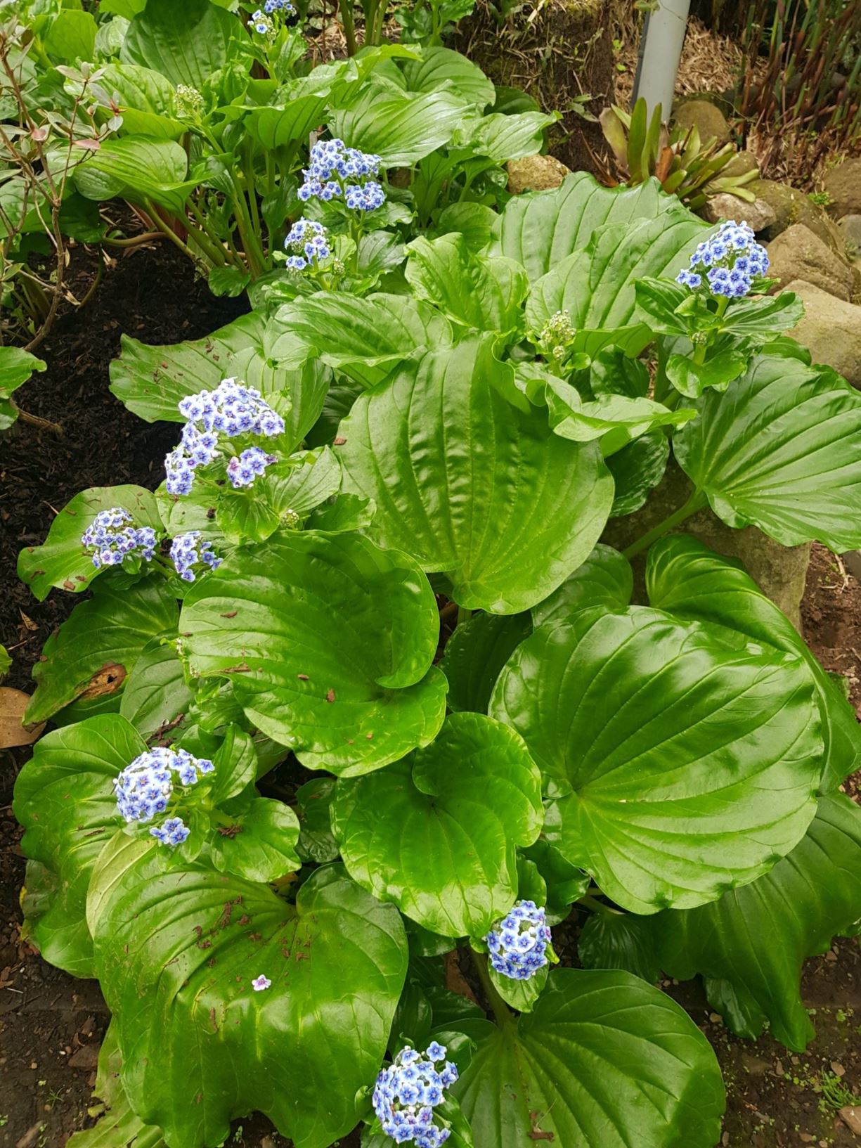 Myosotidium hortensia - Chatham Island forget-me-not, kopukapuka ...