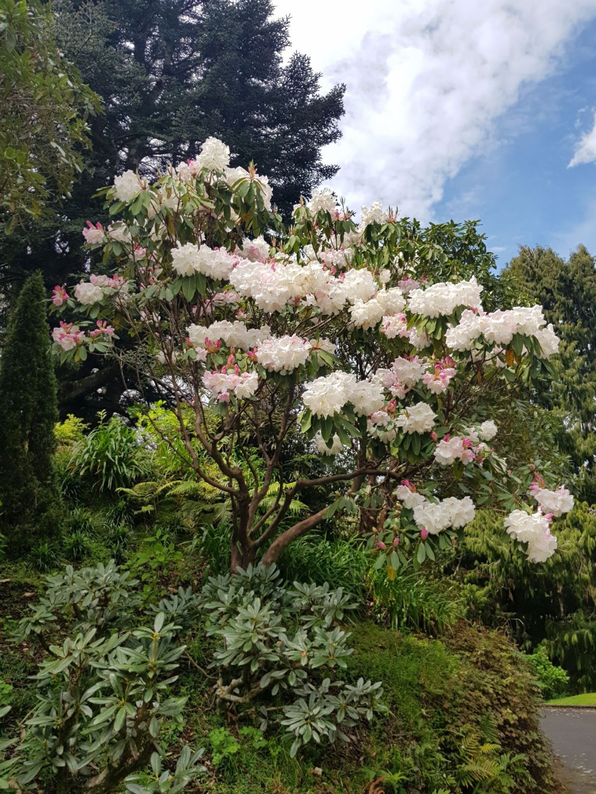 Rhododendron 'Loderi King George' | Pukeiti