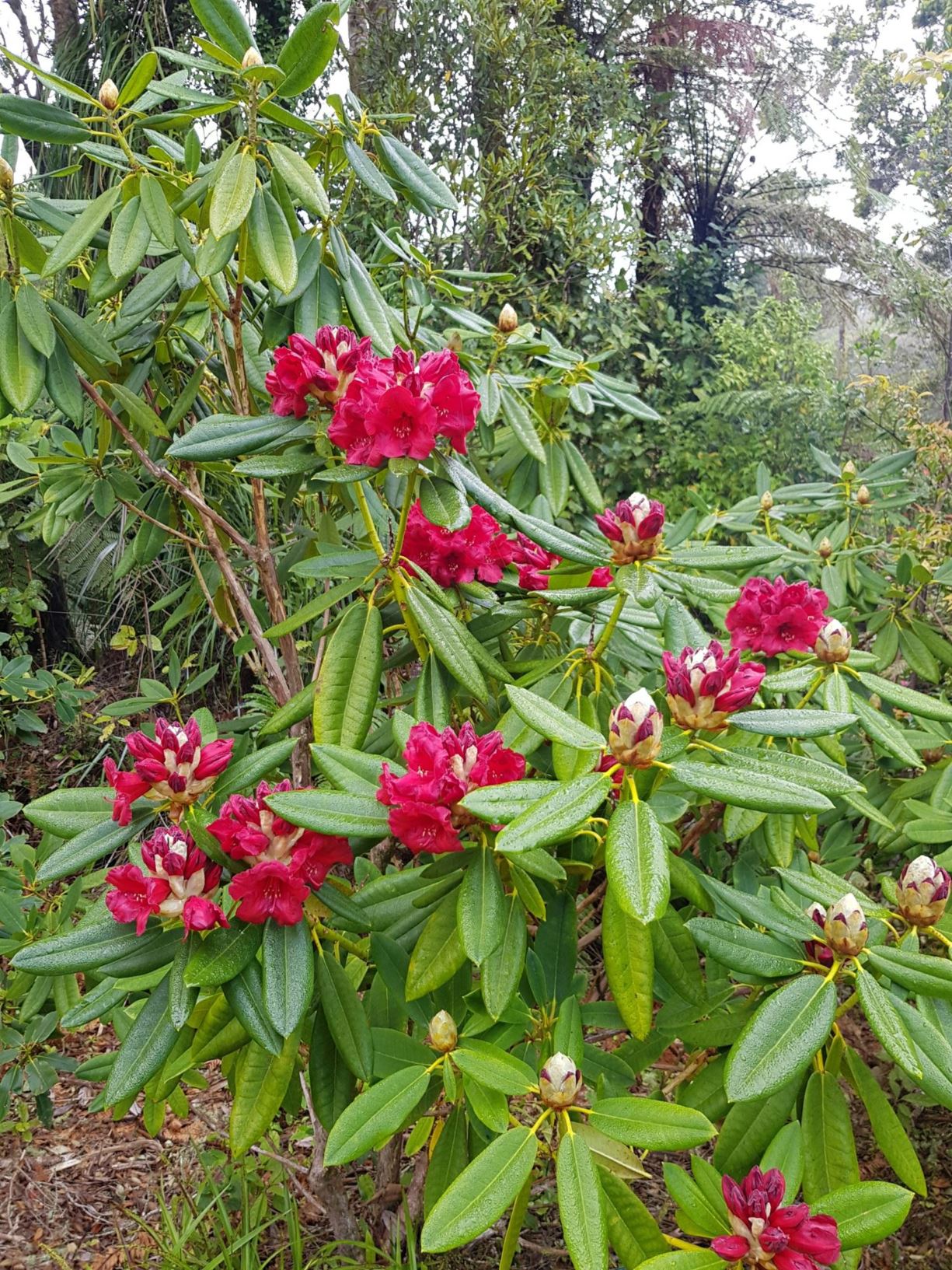 Rhododendron 'Leo' | Pukeiti