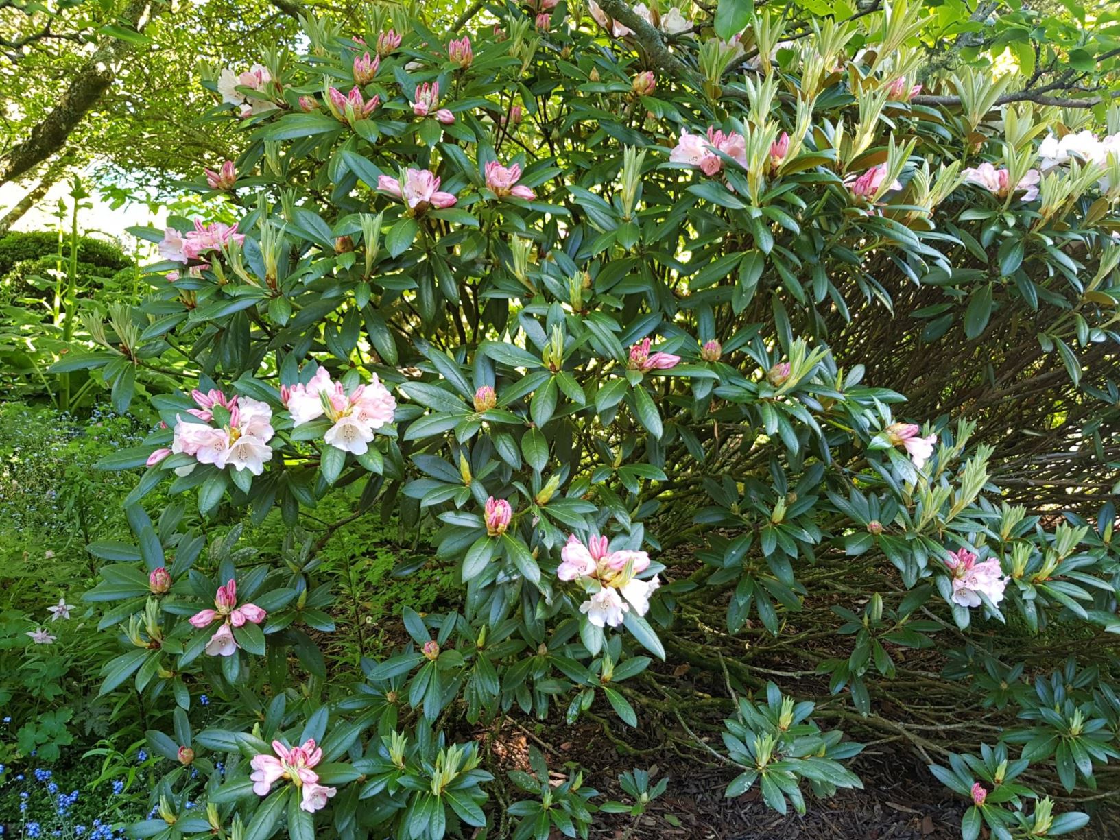 Rhododendron 'Grumpy' | Pukeiti