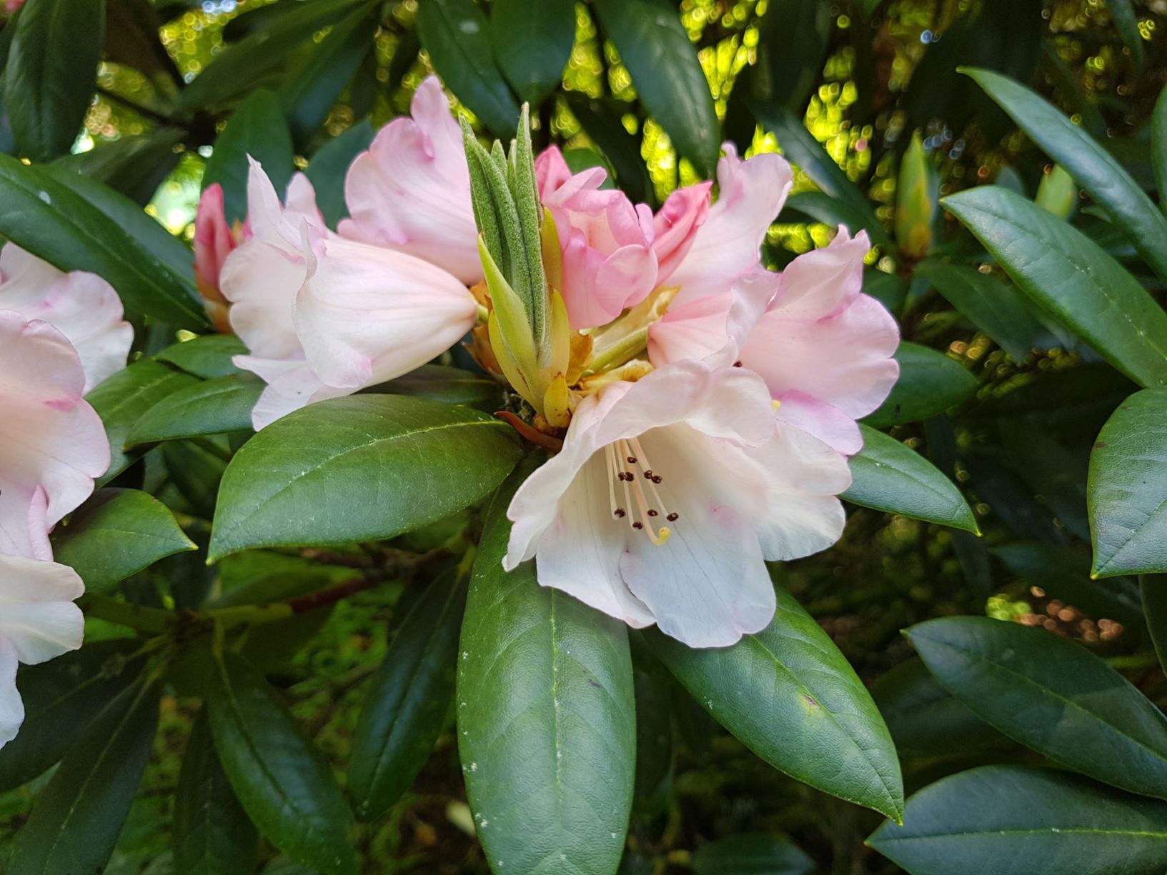 Rhododendron 'Grumpy' | Pukeiti
