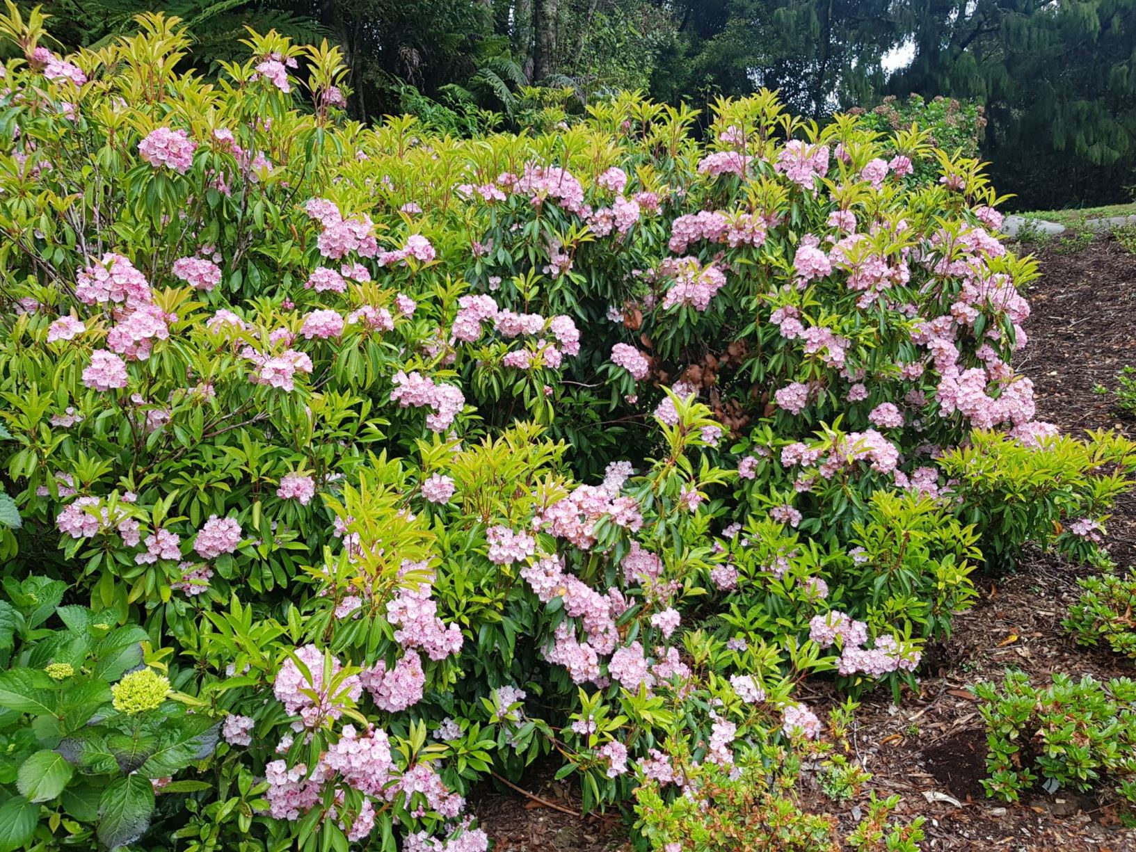 Kalmia latifolia - mountain laurel, calico bush, ivy | Pukeiti