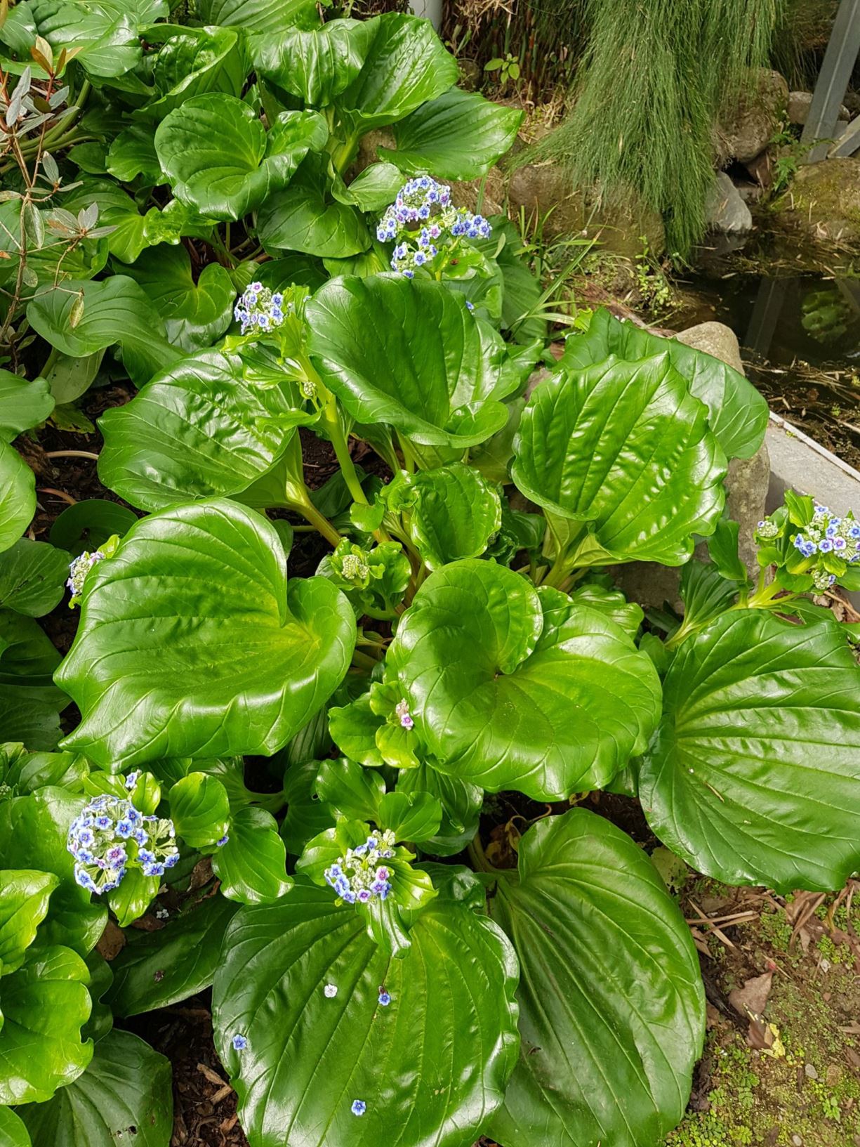 Myosotidium hortensia - Chatham Island forget-me-not, kopukapuka ...