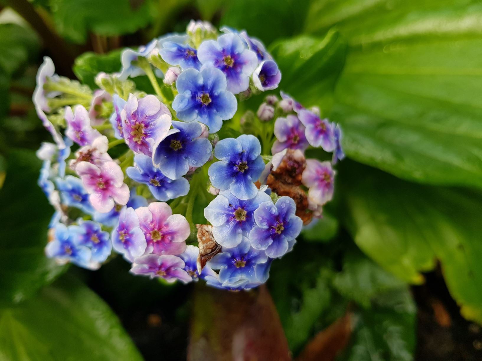 Myosotidium hortensia - Chatham Island forget-me-not, kopukapuka ...