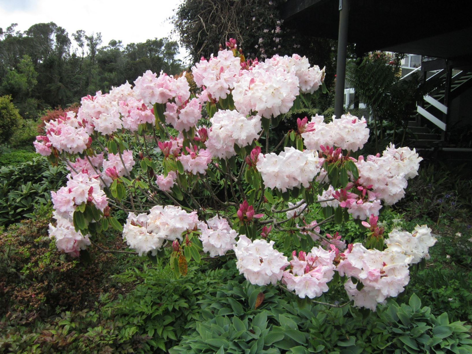 Rhododendron 'Loderi Pink Diamond' | Pukeiti