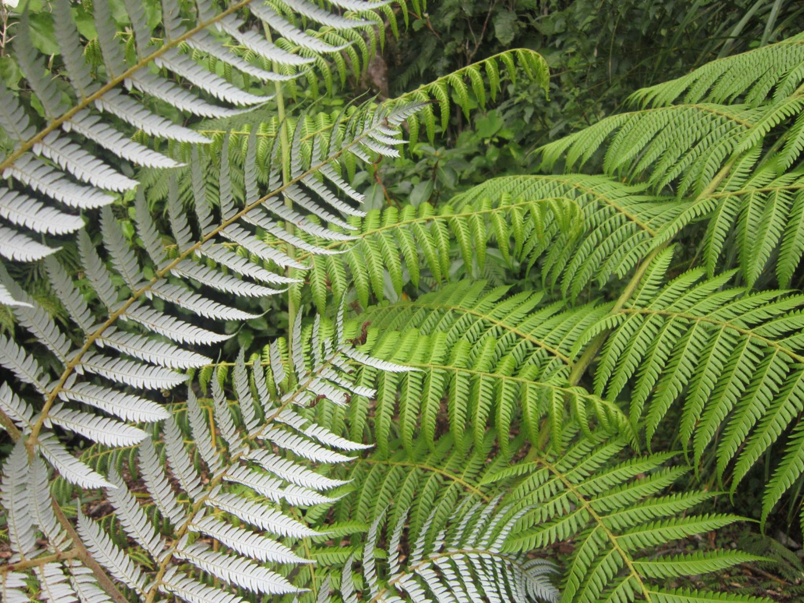Cyathea dealbata - silver tree-fern, silver fern, kaponga, ponga | Pukeiti
