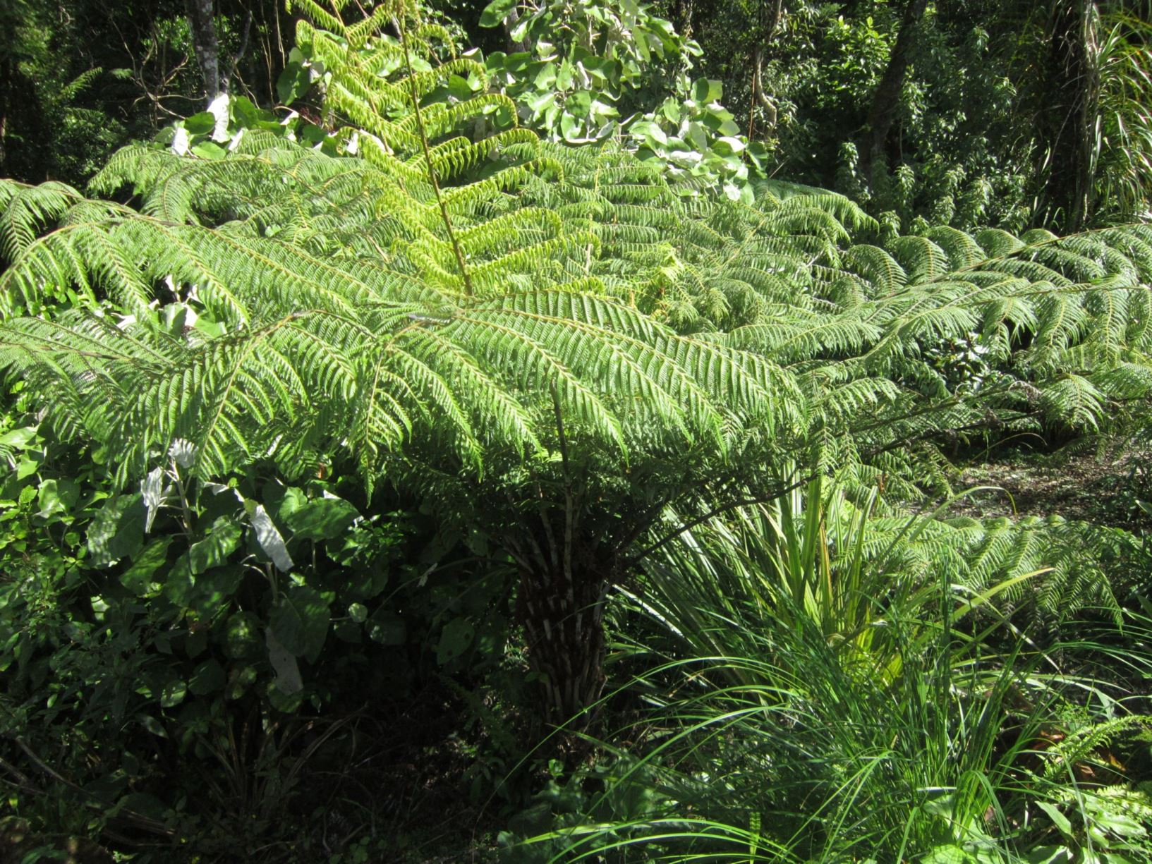 Cyathea dealbata - silver tree-fern, silver fern, kaponga, ponga | Pukeiti