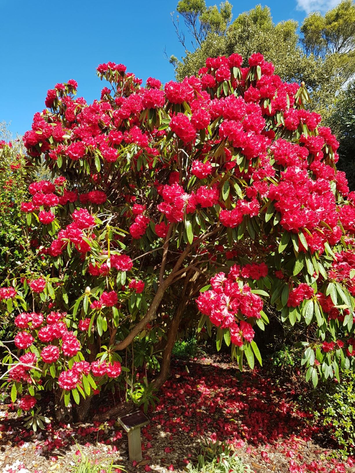 Rhododendron 'Kaponga' | Pukeiti
