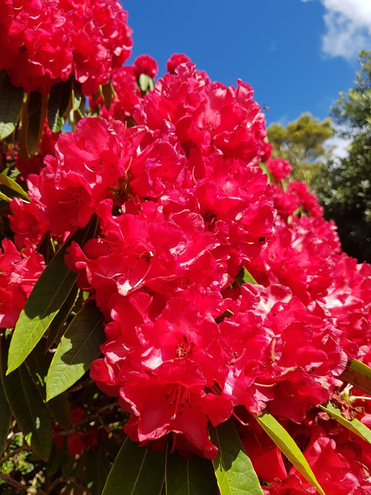 Rhododendron 'Kaponga' | Pukeiti