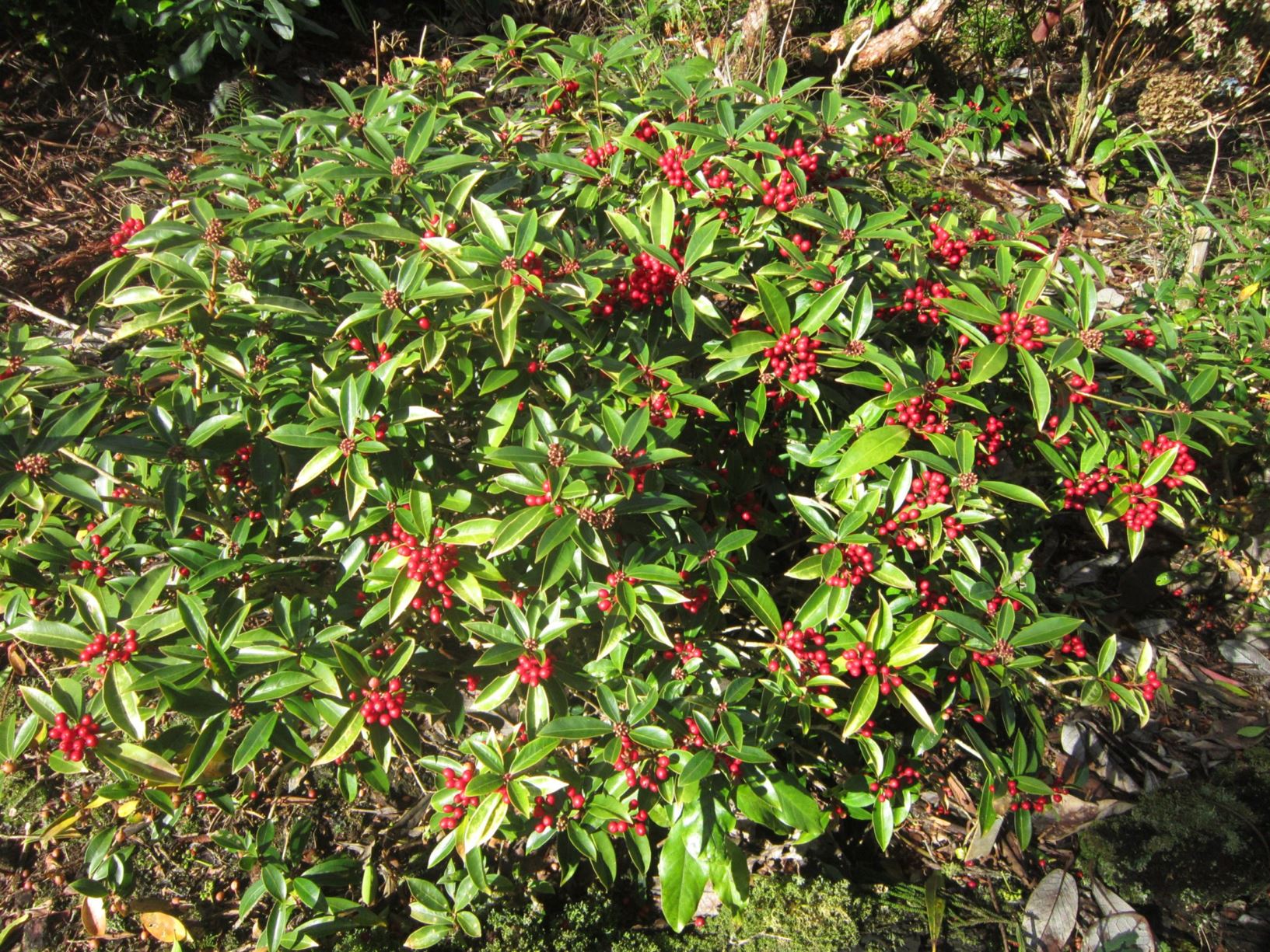 Skimmia japonica subsp. reevesiana | Pukeiti