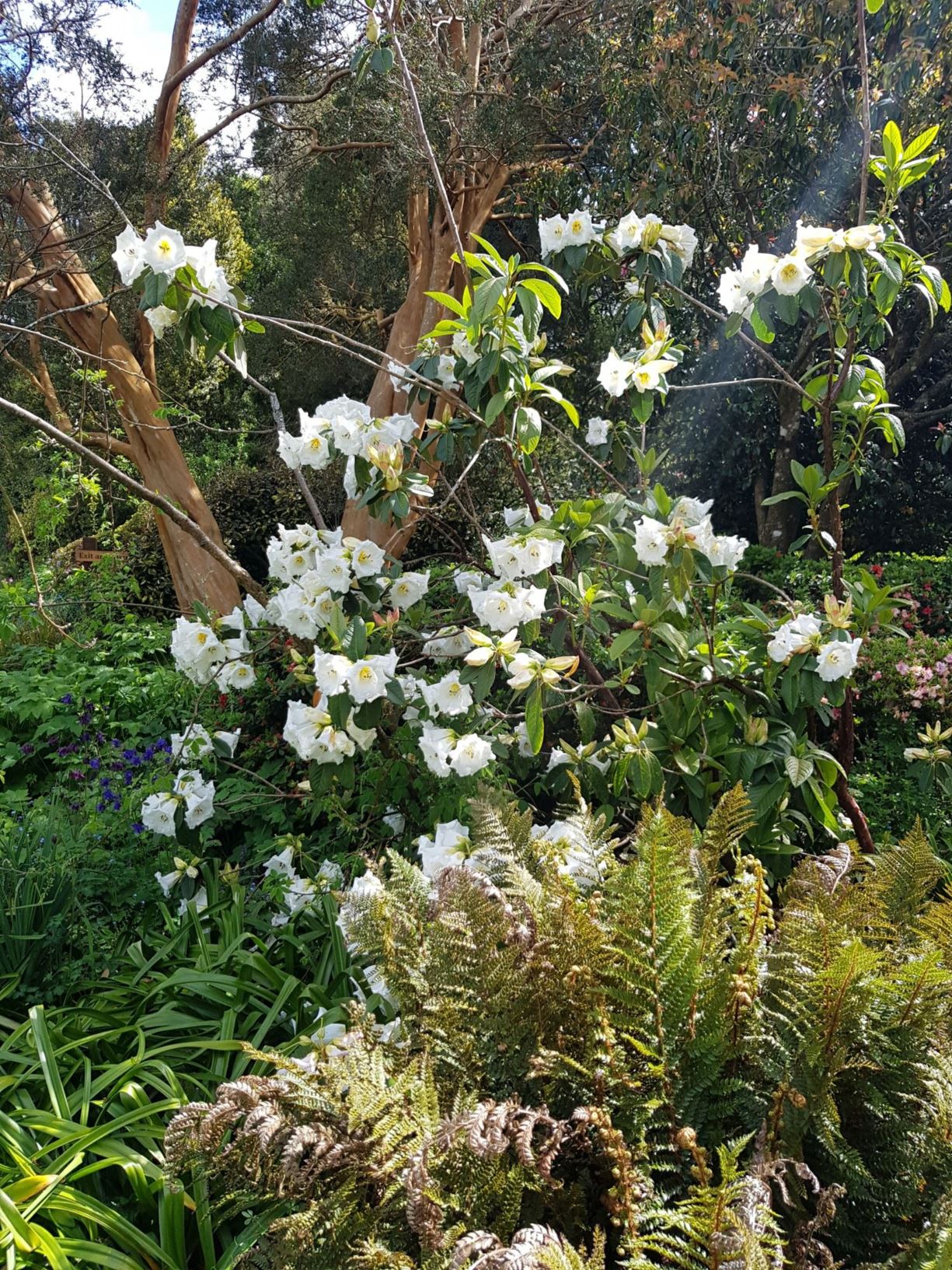 Rhododendron 'Mi Amor' | Pukeiti