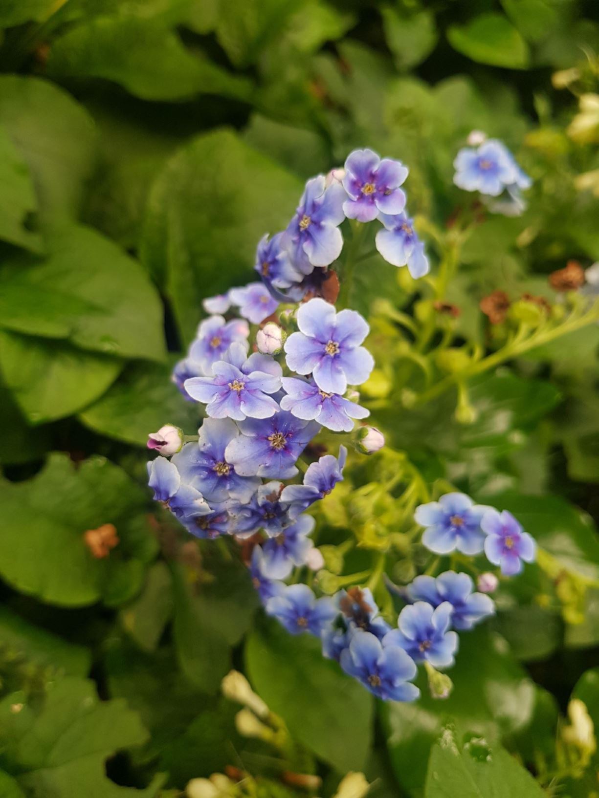 Myosotidium hortensia - Chatham Island forget-me-not, kopukapuka ...