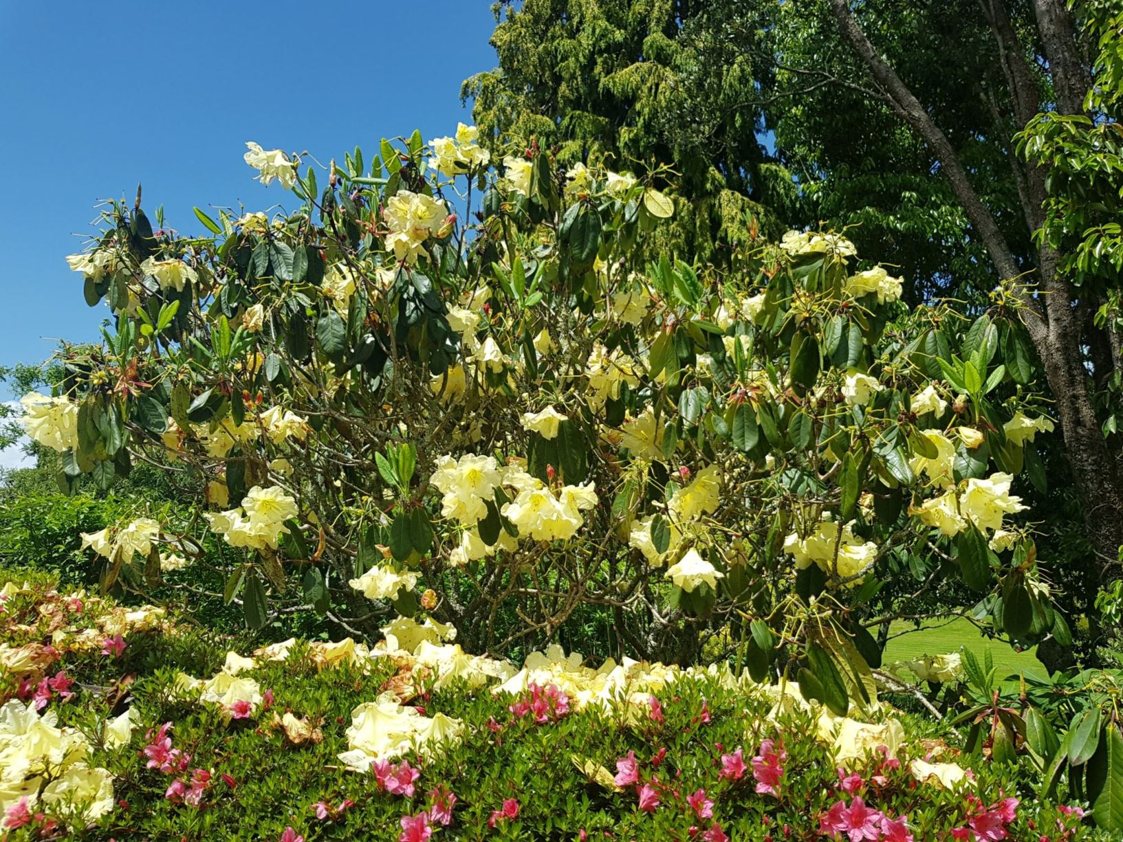 Rhododendron 'Sunspray' | Pukeiti