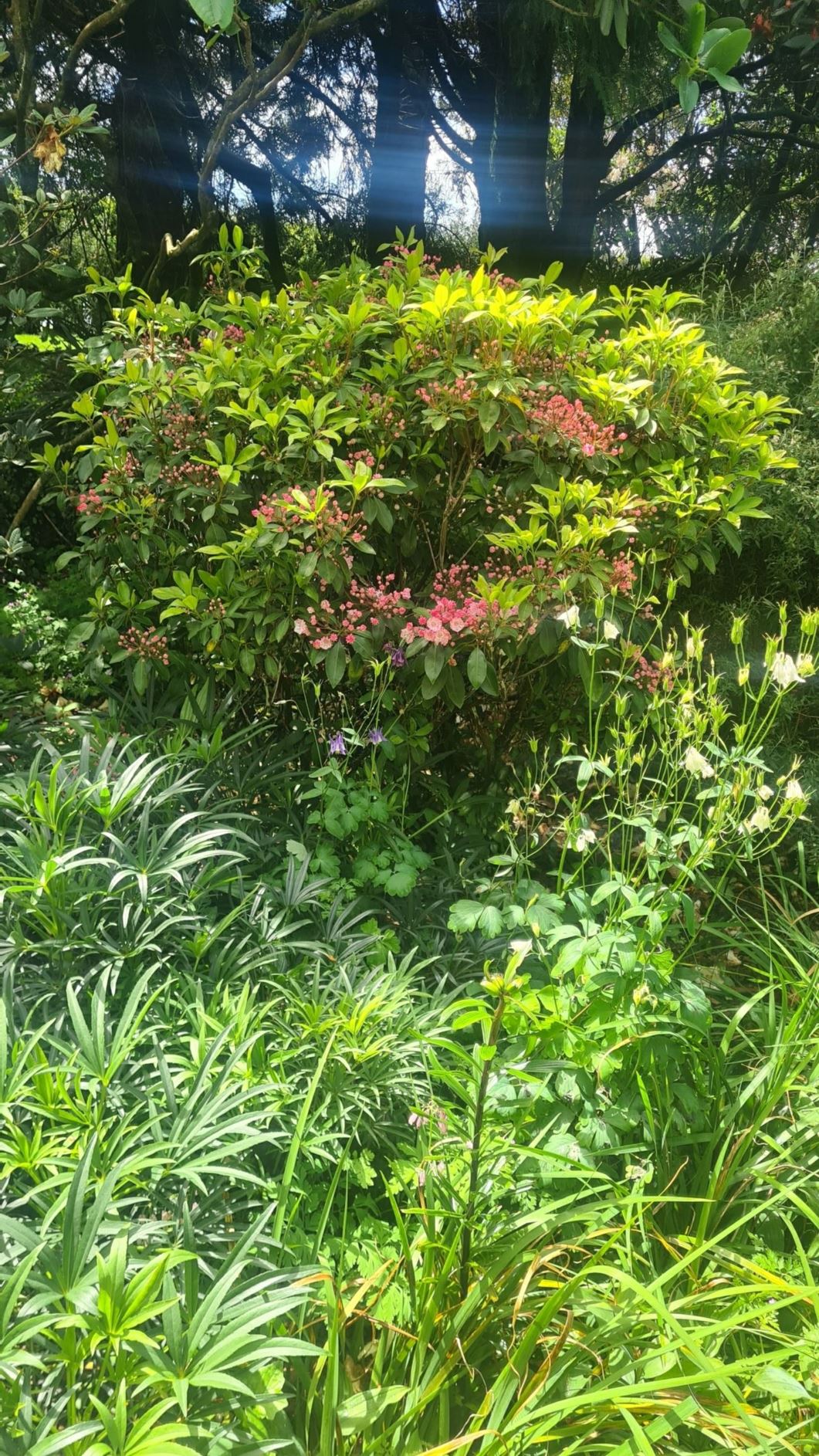 Kalmia latifolia - mountain laurel, calico bush, ivy | Pukeiti