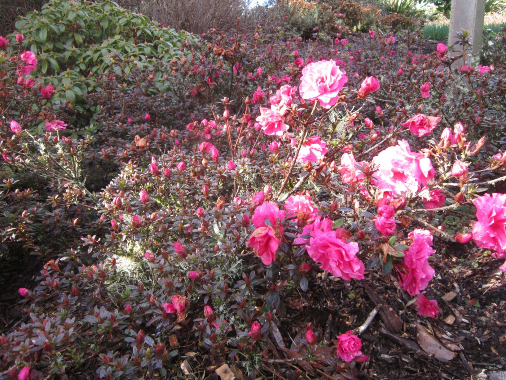 Rhododendron 'Ripples' (Azalea) | Pukeiti