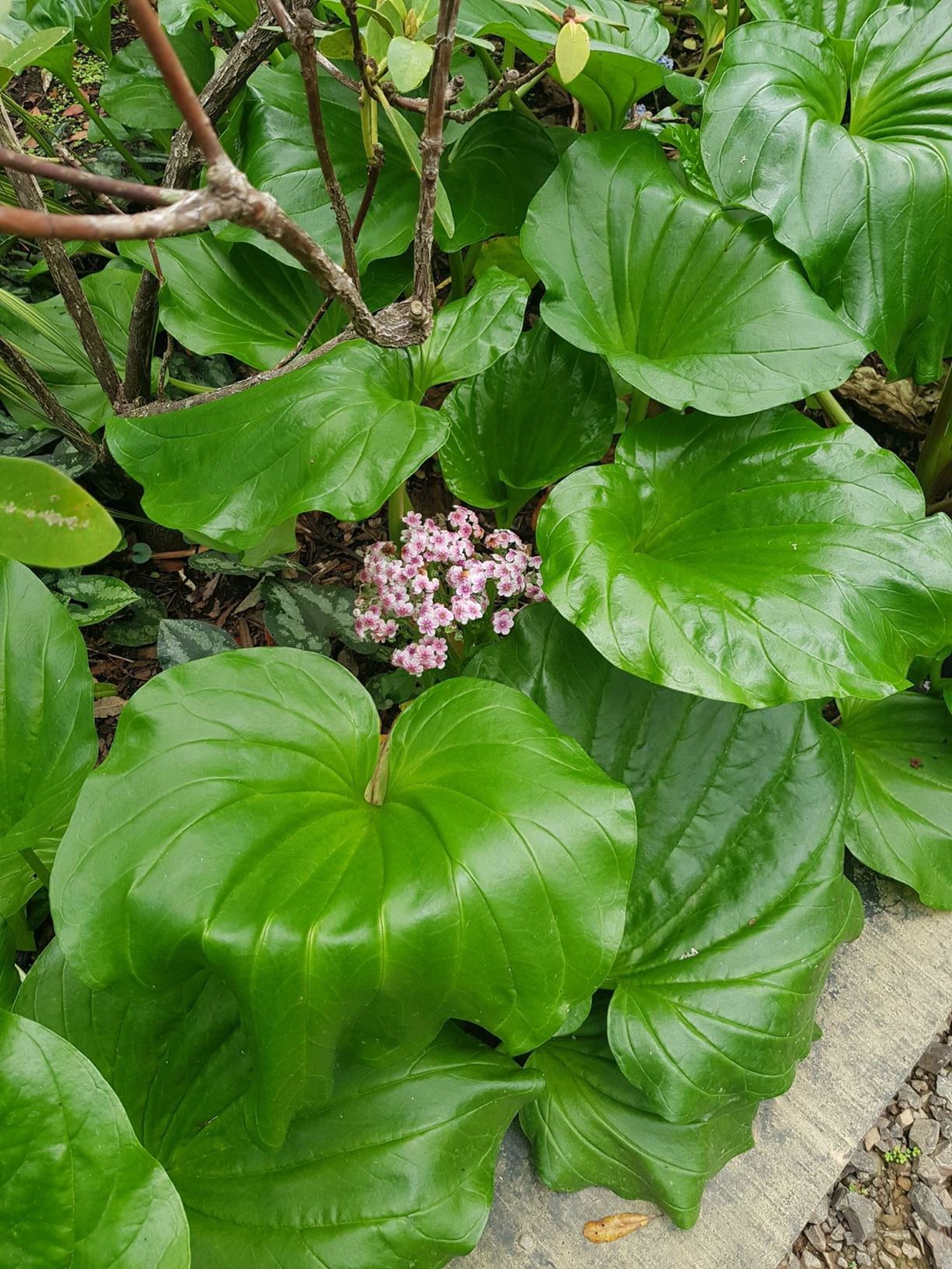 Myosotidium hortensia - Chatham Island forget-me-not, kopukapuka ...