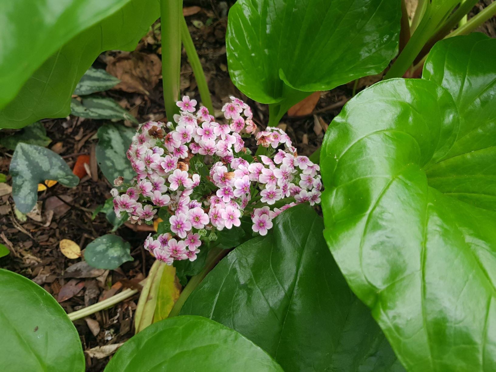 Myosotidium hortensia - Chatham Island forget-me-not, kopukapuka ...