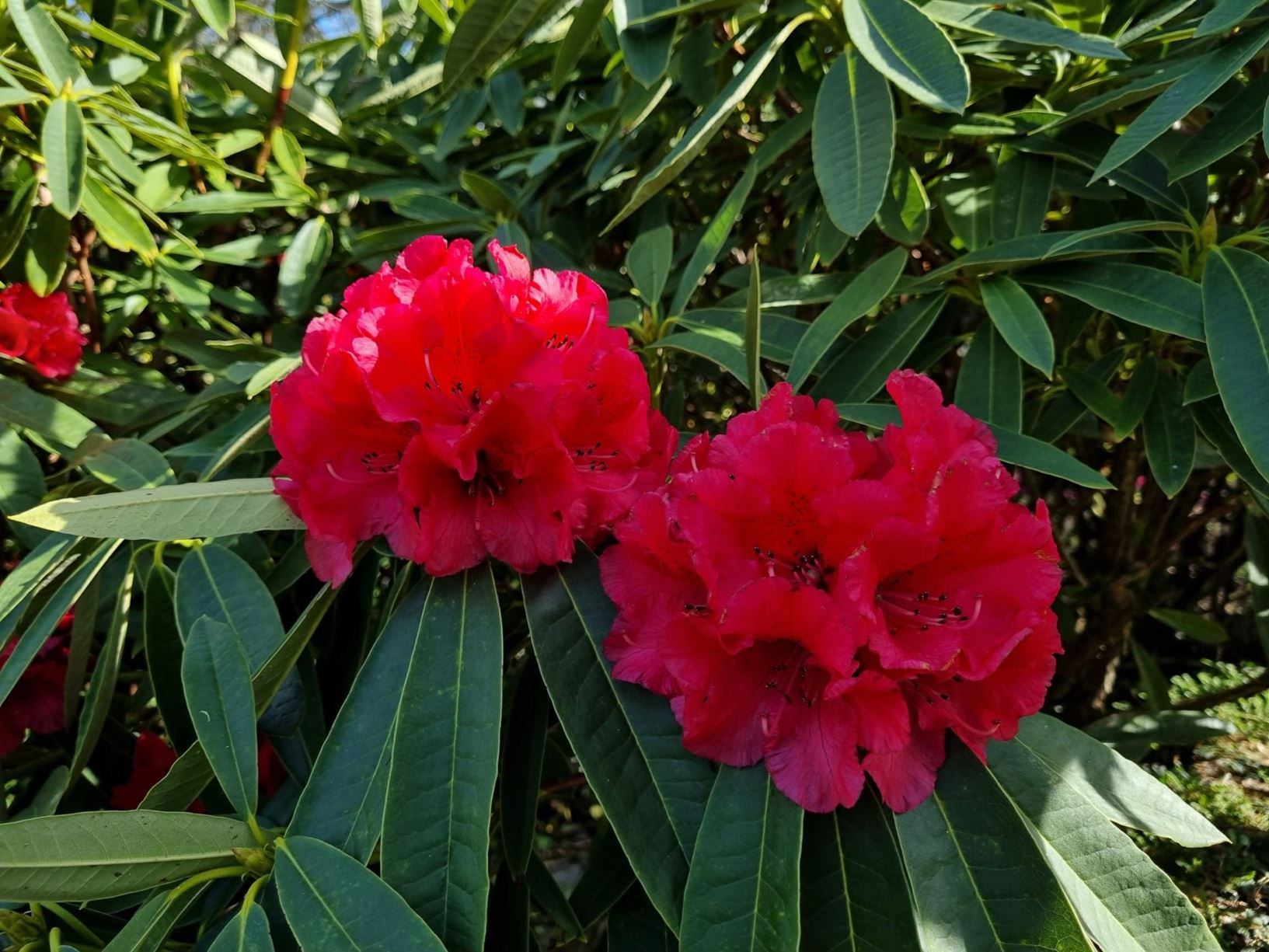 Rhododendron 'Kaponga' | Pukeiti