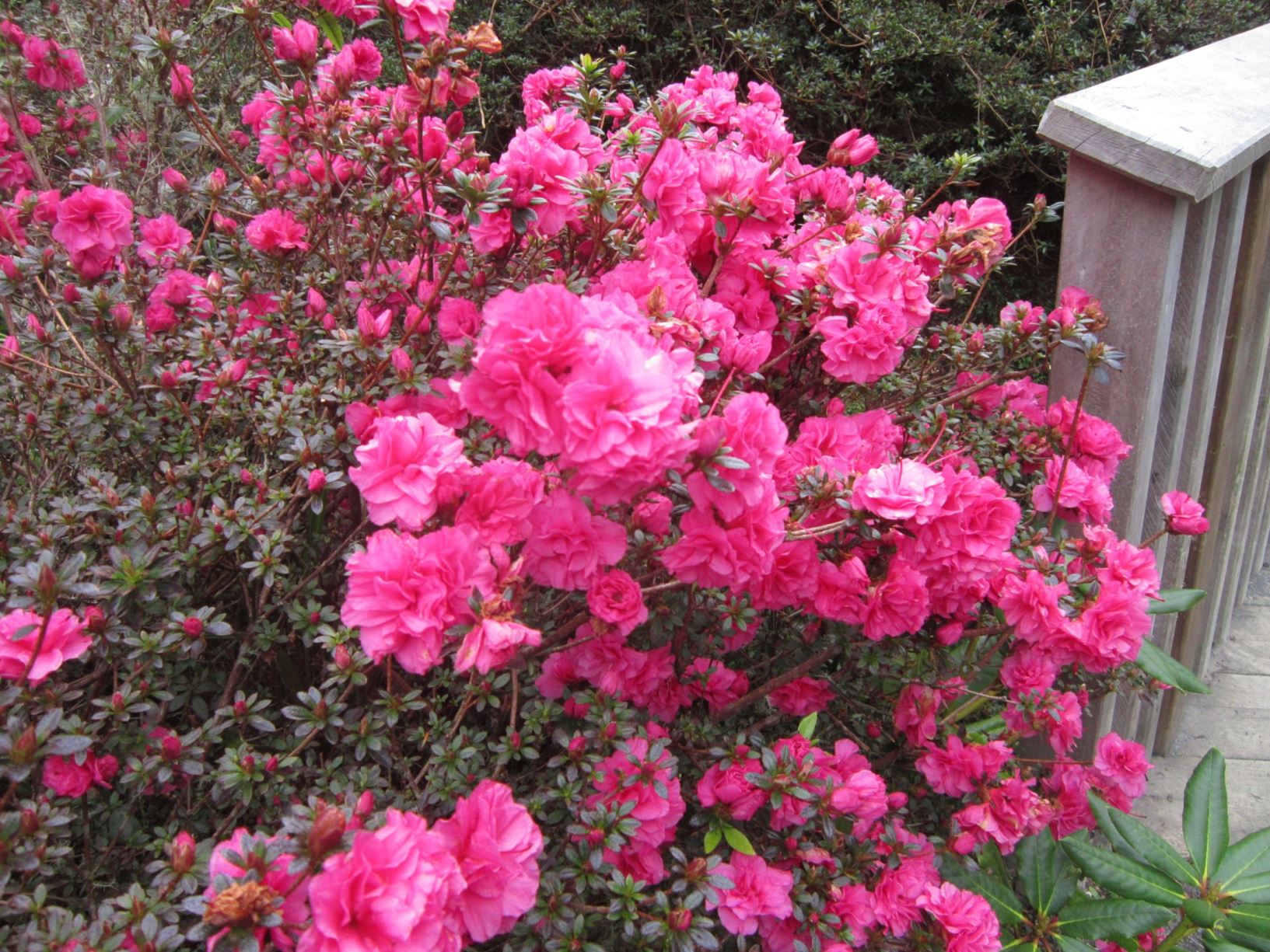 Rhododendron 'Ripples' (Azalea) | Pukeiti