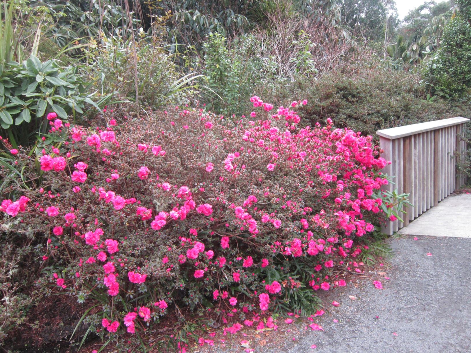 Rhododendron 'Ripples' (Azalea) | Pukeiti