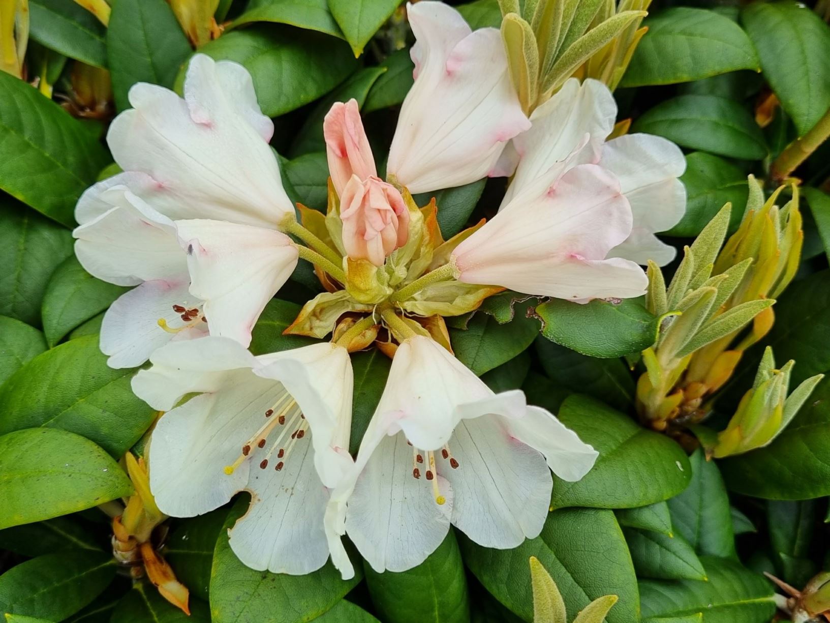Rhododendron 'Grumpy' | Pukeiti